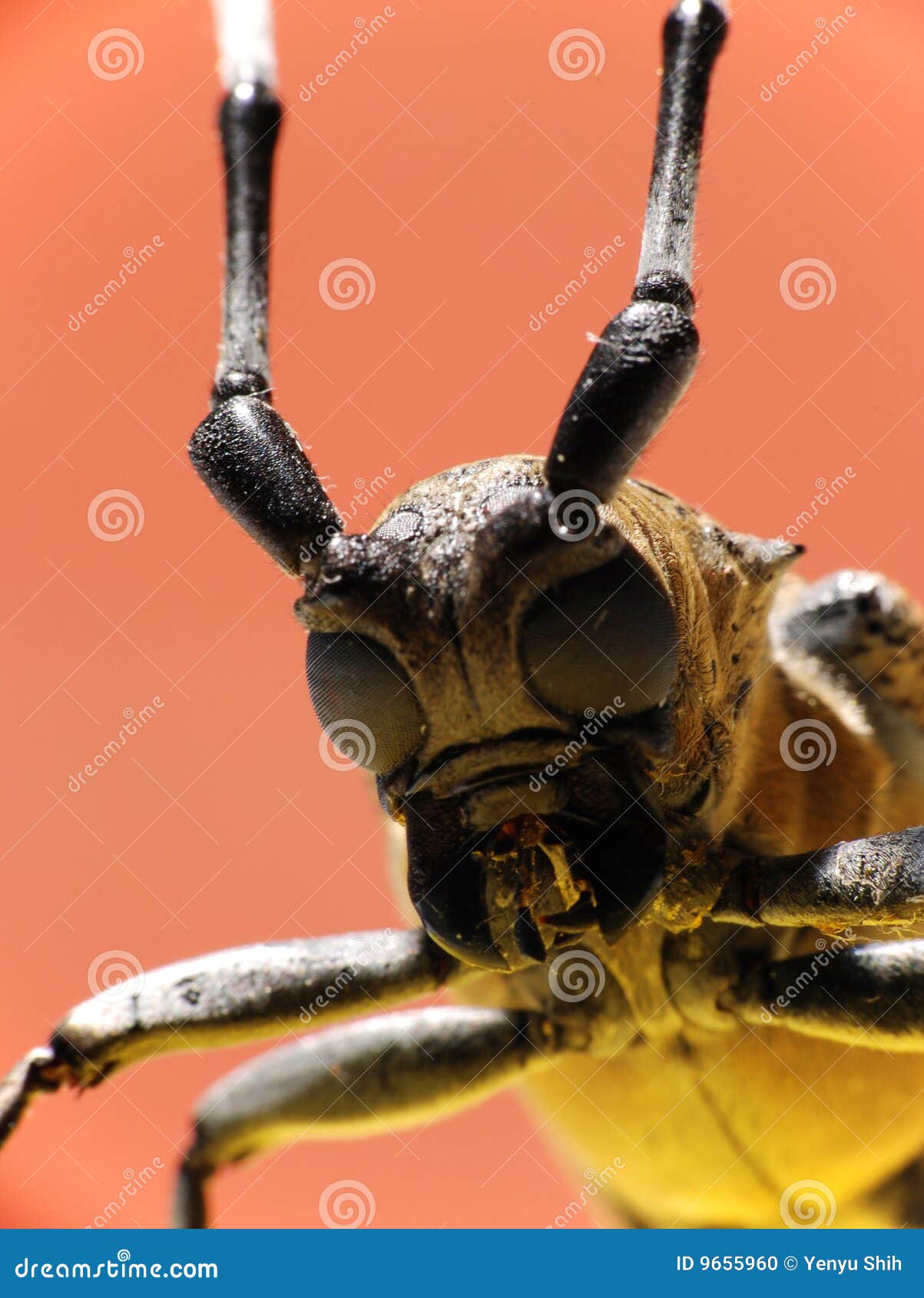 Macro long-horned beetle stock photo. Image of nature - 9655960