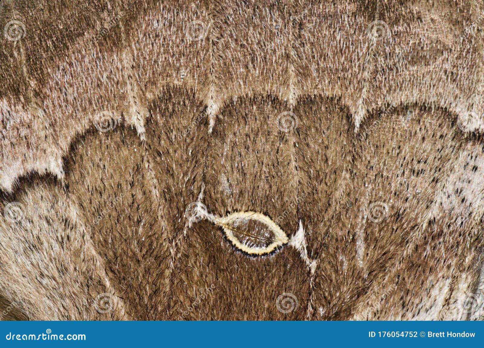 Macro of a Male Polyphemus Moth Wing Underside. Stock Photo - Image of ...