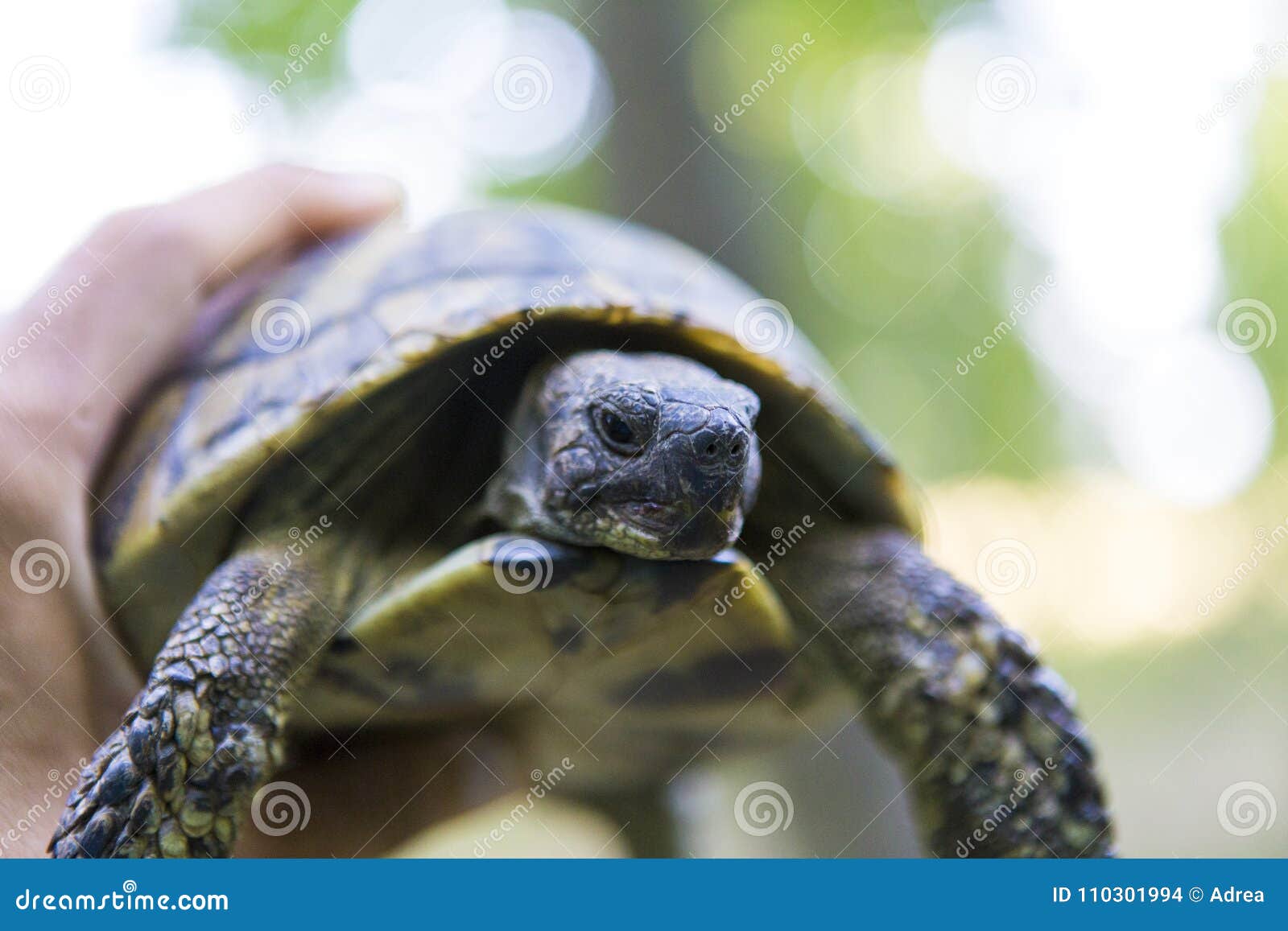 Man Holding a Turtle in the Air Stock Photo - Image of head, walking ...