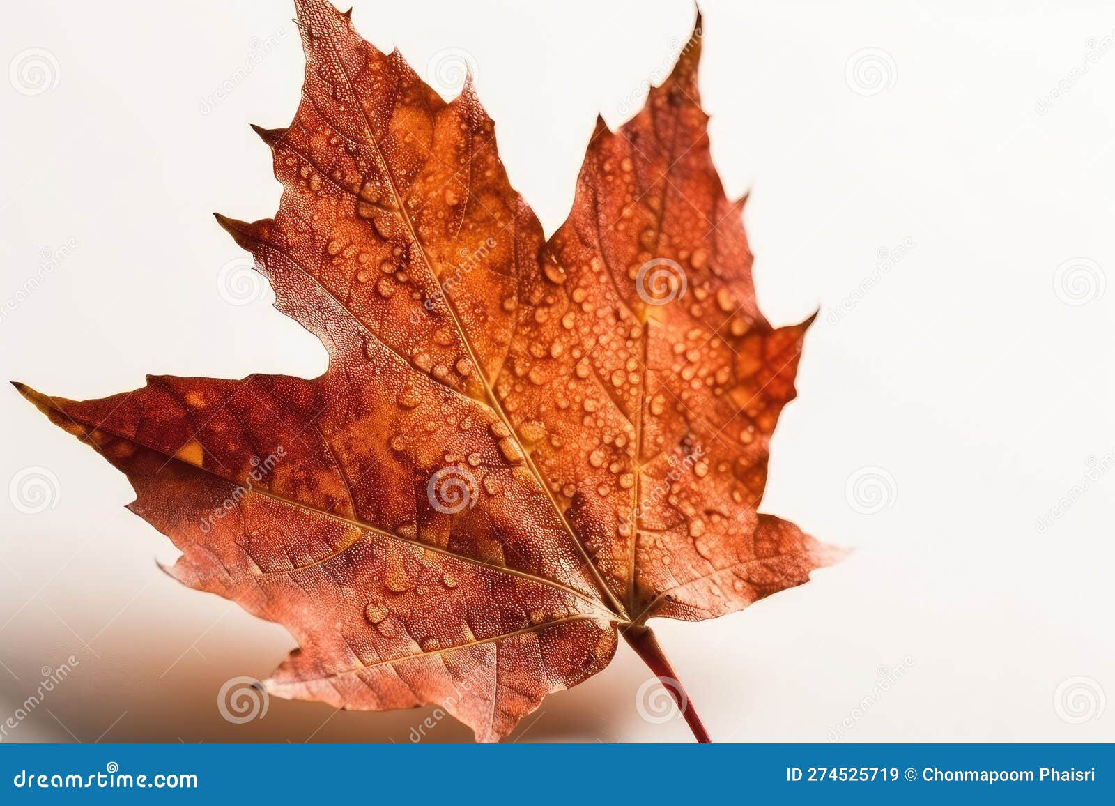 Macro Maple Leaf Background. High Resolution, Isolate on White ...