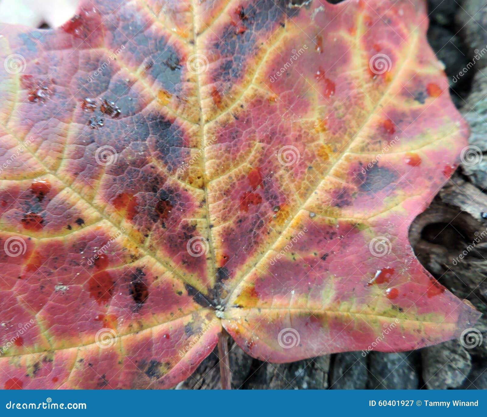 Macro Maple Leaf Changing Color Stock Image - Image of country ...