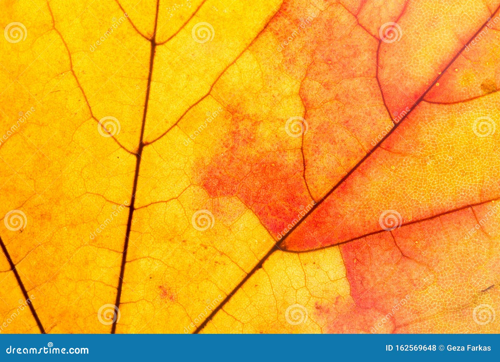 Macro Maple Leaf Structure Red and Yellow Stock Photo - Image of green ...