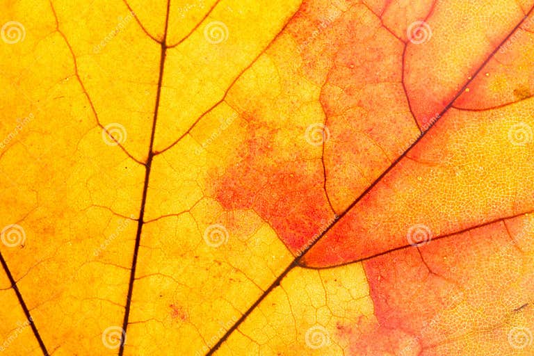 Macro Maple Leaf Structure Red and Yellow Stock Photo - Image of green ...