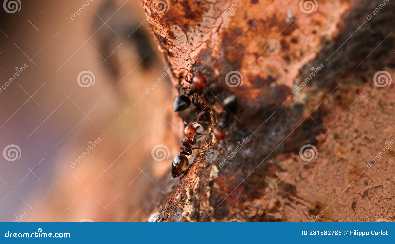 Macro March of the Ants stock image. Image of life, action - 281582785