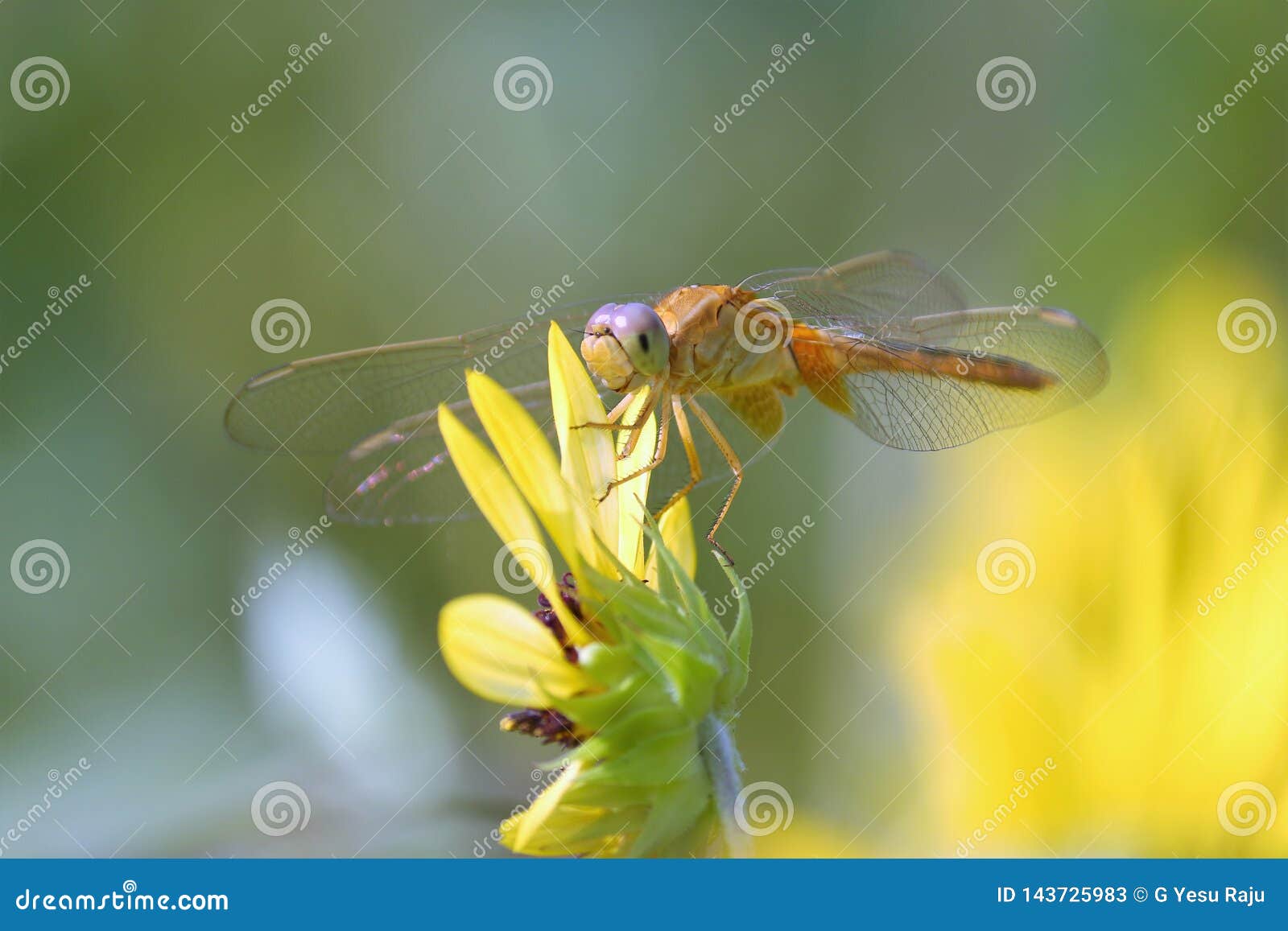 Macro Master Dragonfly& X27;s from the Nature World Stock Image - Image ...