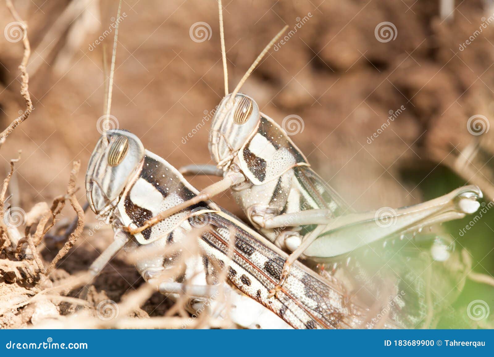 Mating Of Grasshoppers - Grasshopper Breeds Sexually, Namely The ...