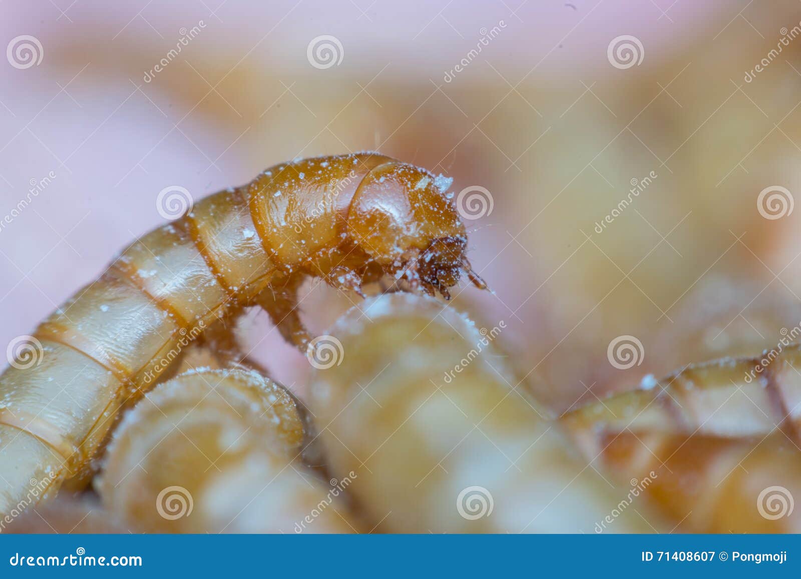 Macro of Mealworm in a Farm Stock Image - Image of biology, fright ...