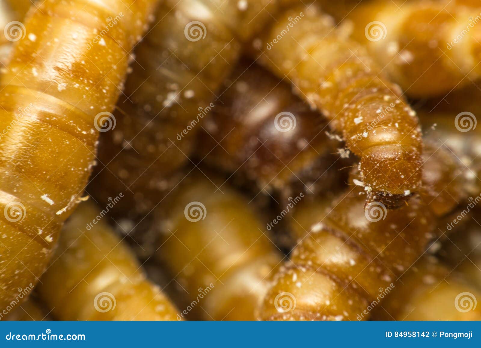 Macro of Mealworm in a Farm Stock Photo - Image of horror, caterpillar ...