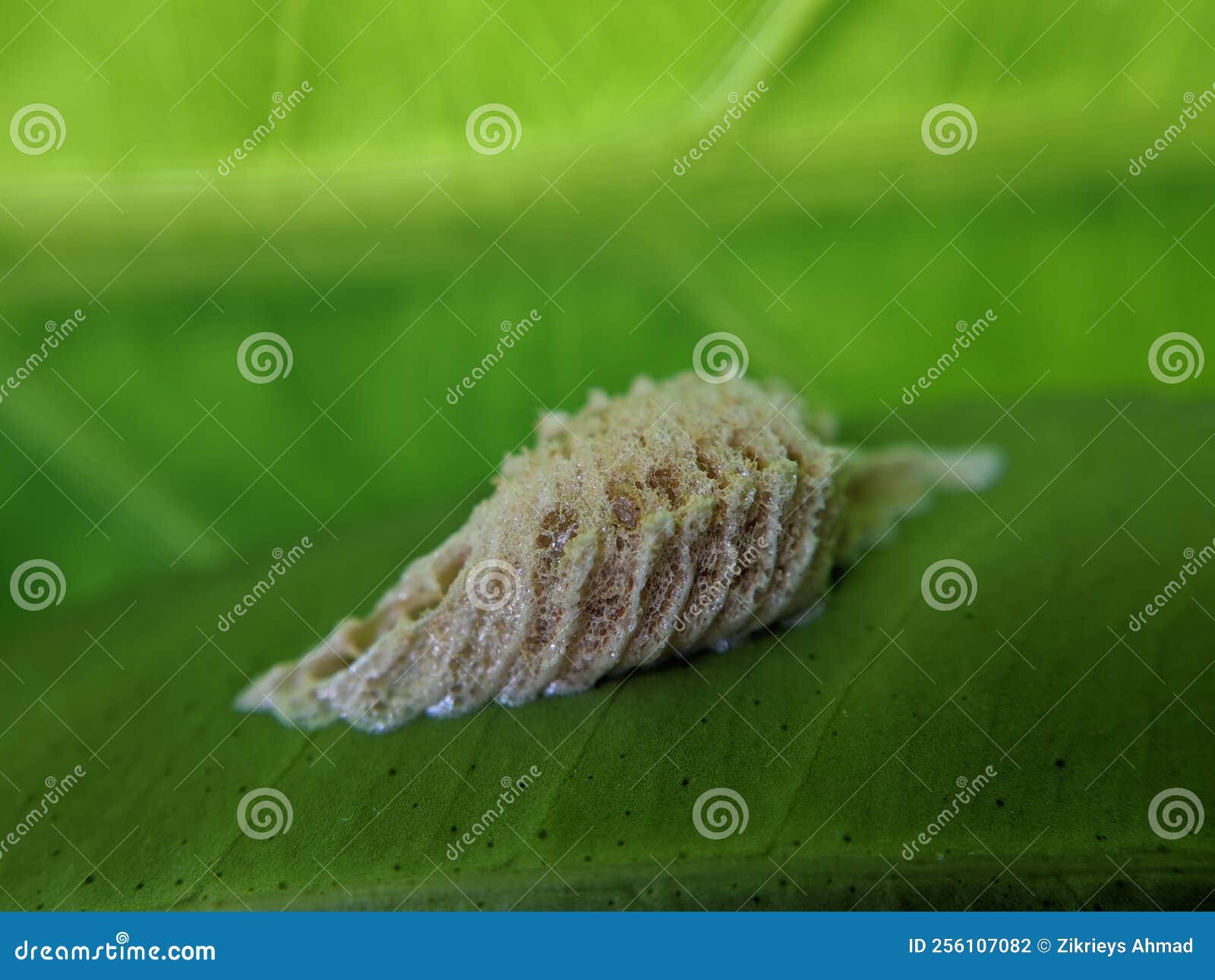 Macro of Mealybug Insect on Green Leaves Stock Photo - Image of ...