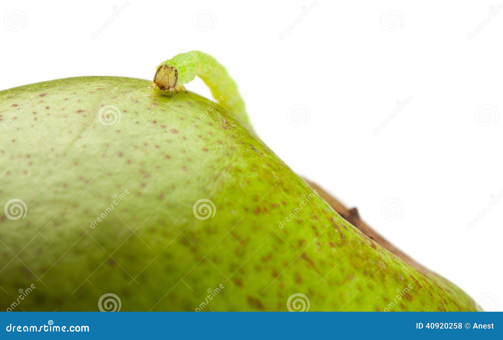 Macro of Measuring Worm on Pear Stock Photo - Image of green, crawling ...