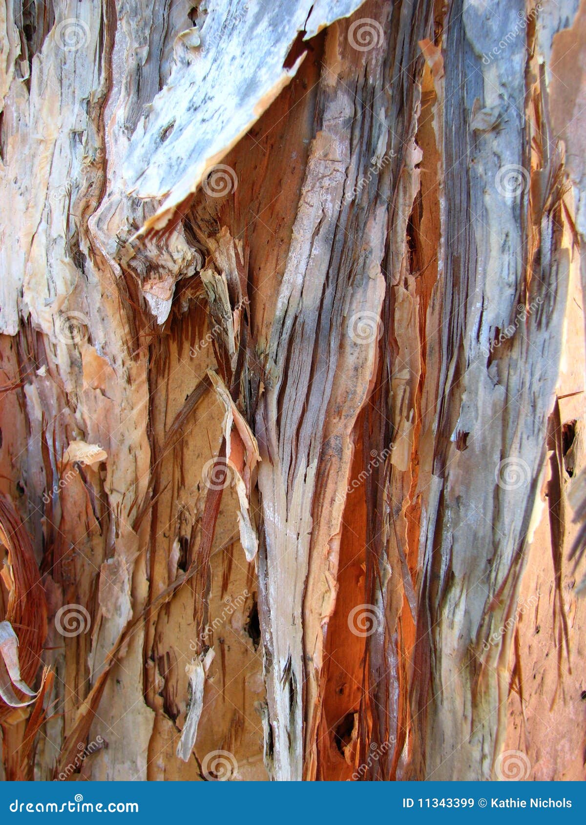 Macro Melaleuca Bark stock image. Image of pattern, design - 11343399