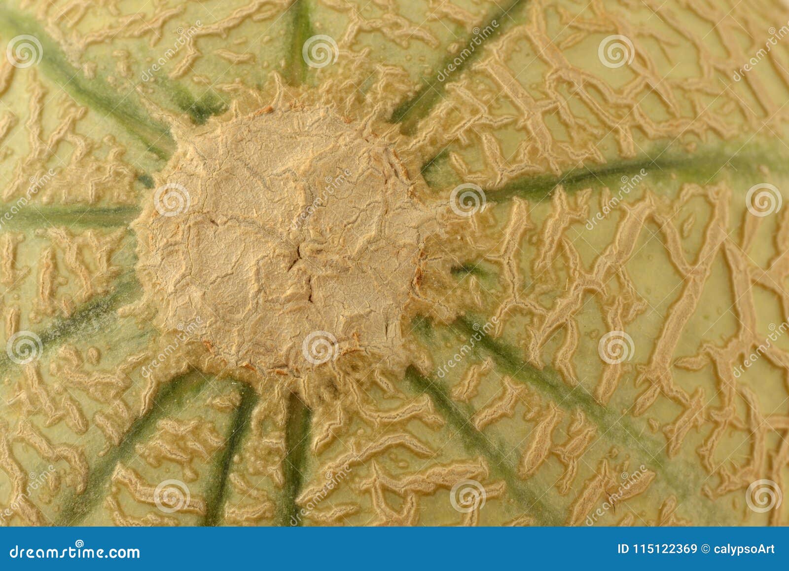 Melon Skin Macro - Texture Background Stock Image - Image of surface ...