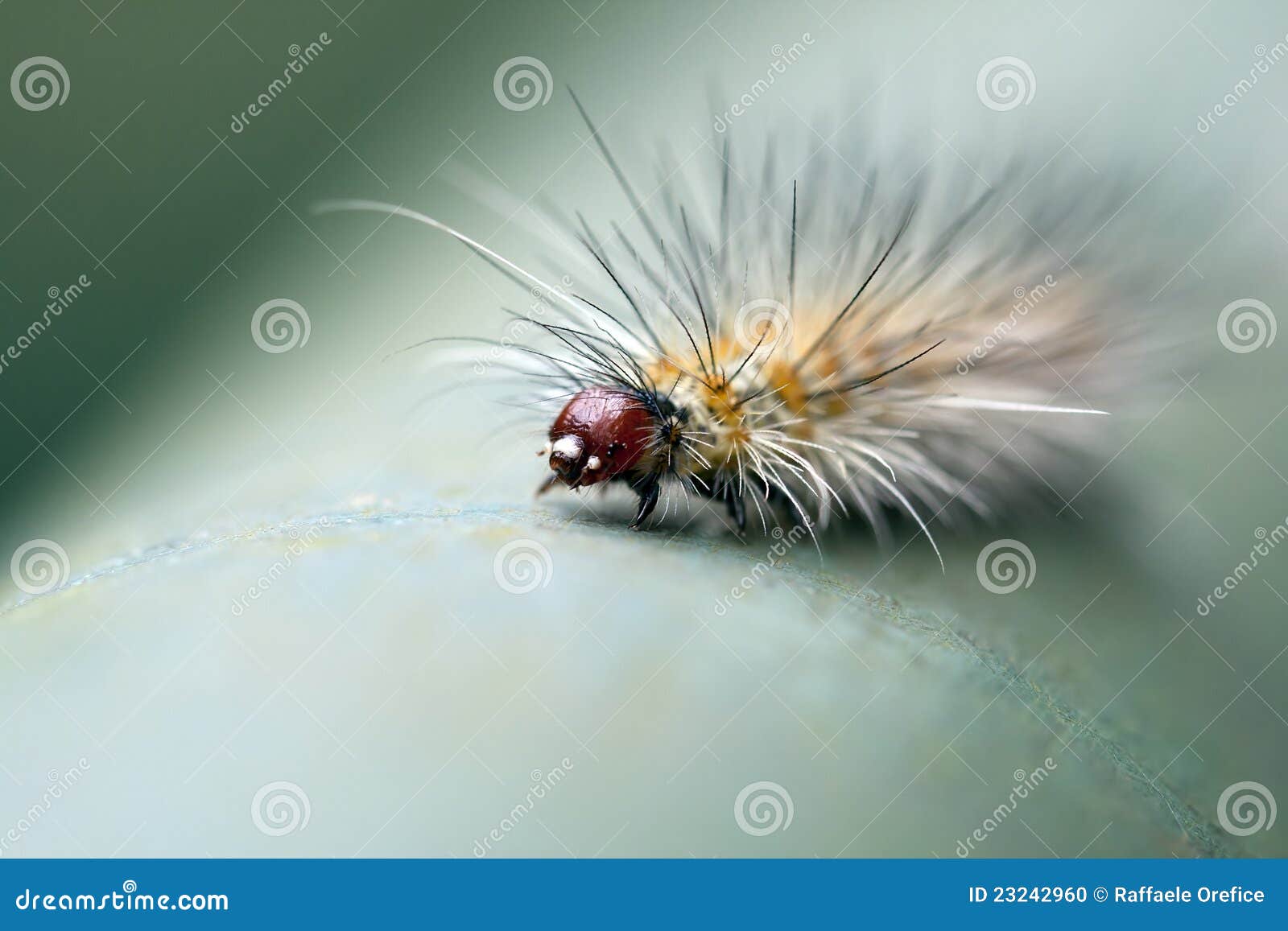 Macro Mening Van Harige Worm Stock Foto - Image of achtergrond, licht ...