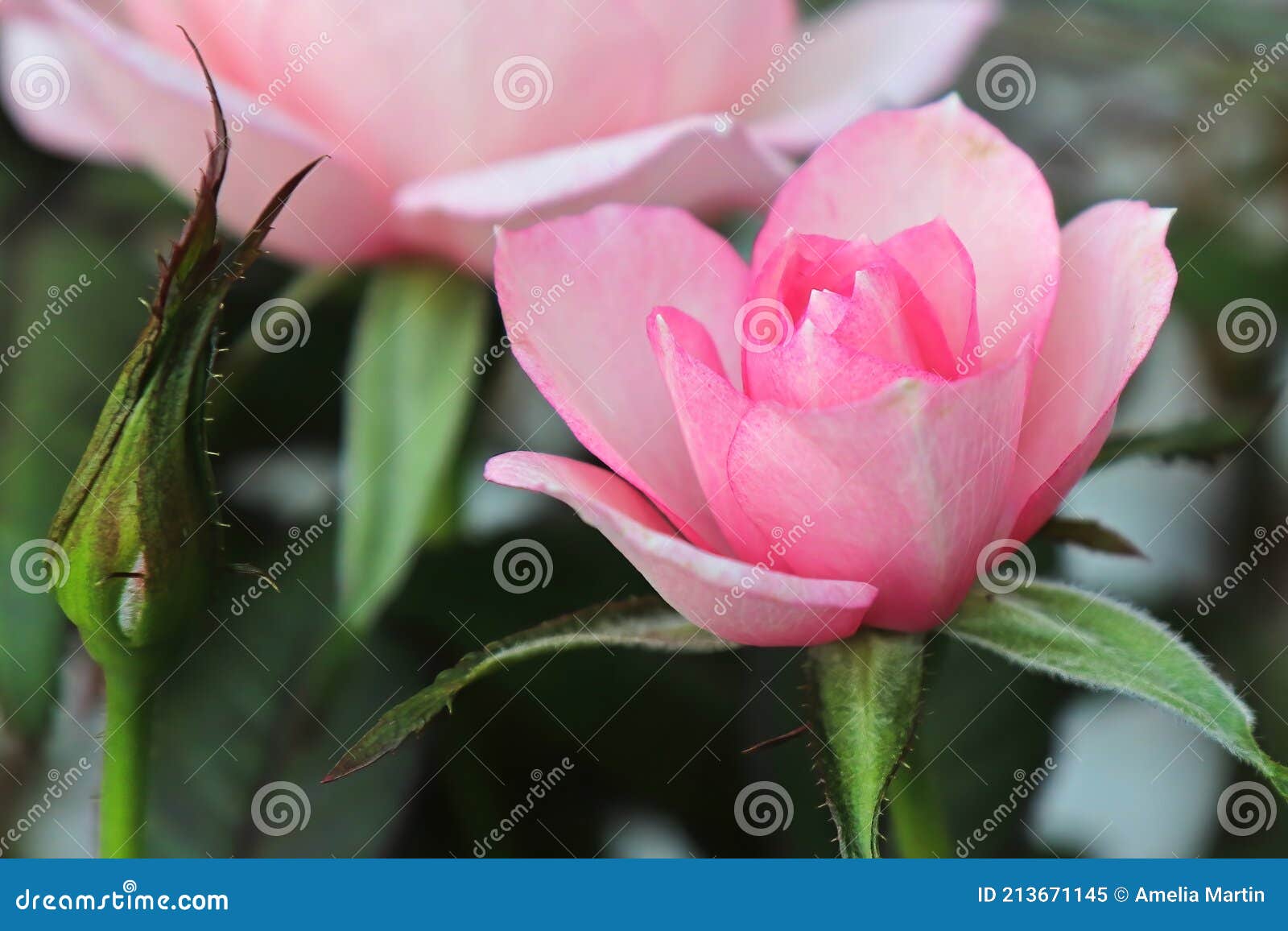 Macro of Mini Pink Roses in Bloom Stock Image - Image of gifts, mini ...