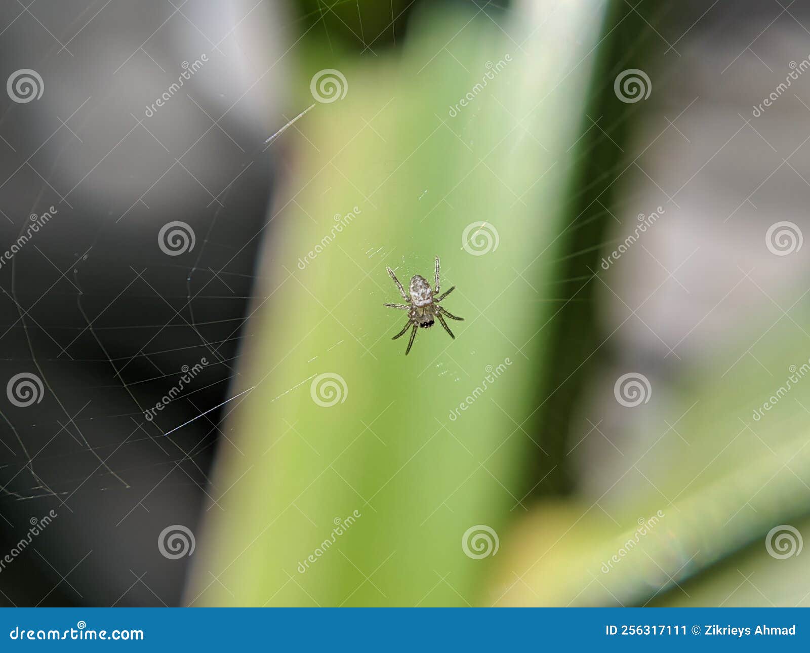 Macro of Mini Spider Insect on Web at the Garden Stock Image - Image of ...
