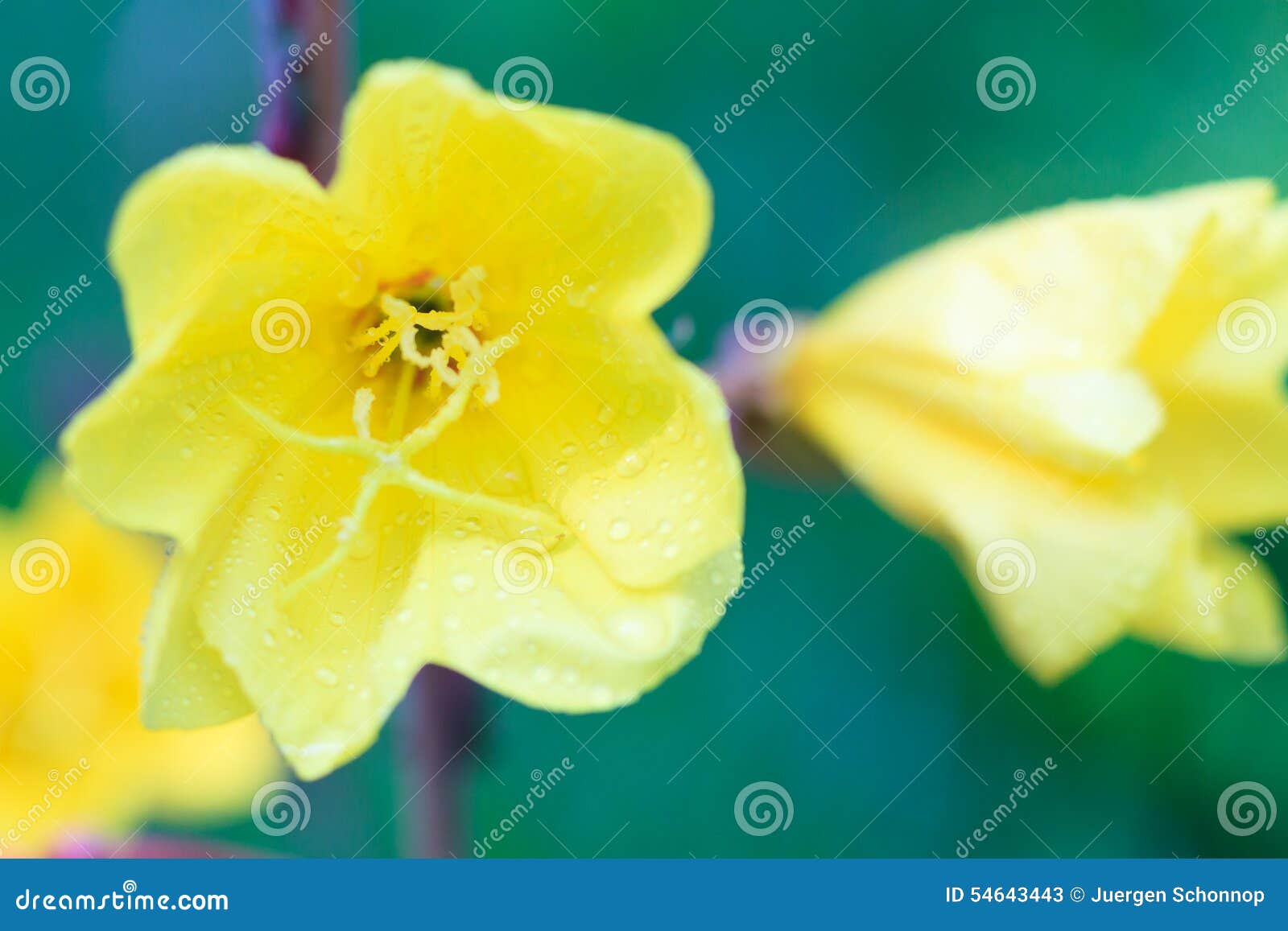 Macro of a Missouri Evening Primrose Stock Image - Image of pink, bloom ...