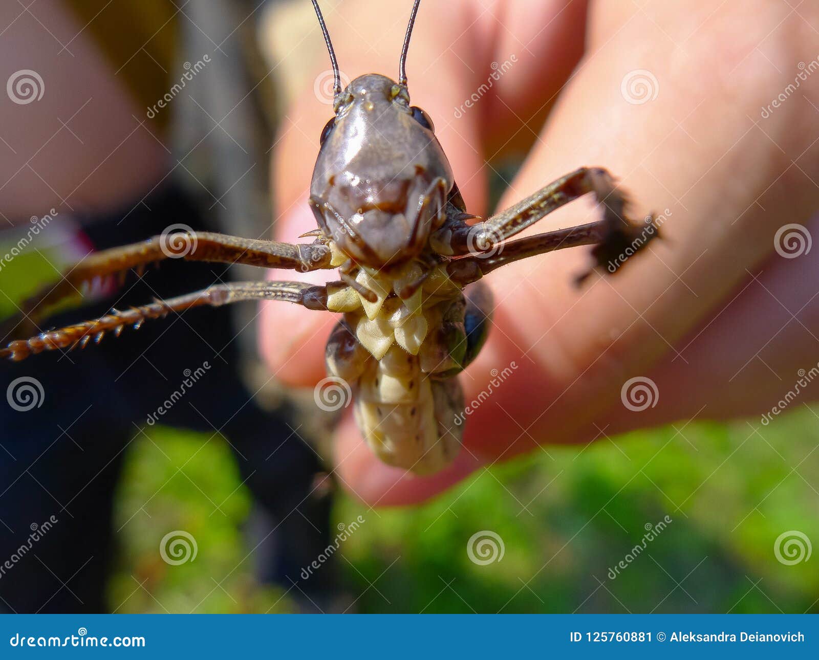 Big insect in macro stock image. Image of nature, landscape - 125760881