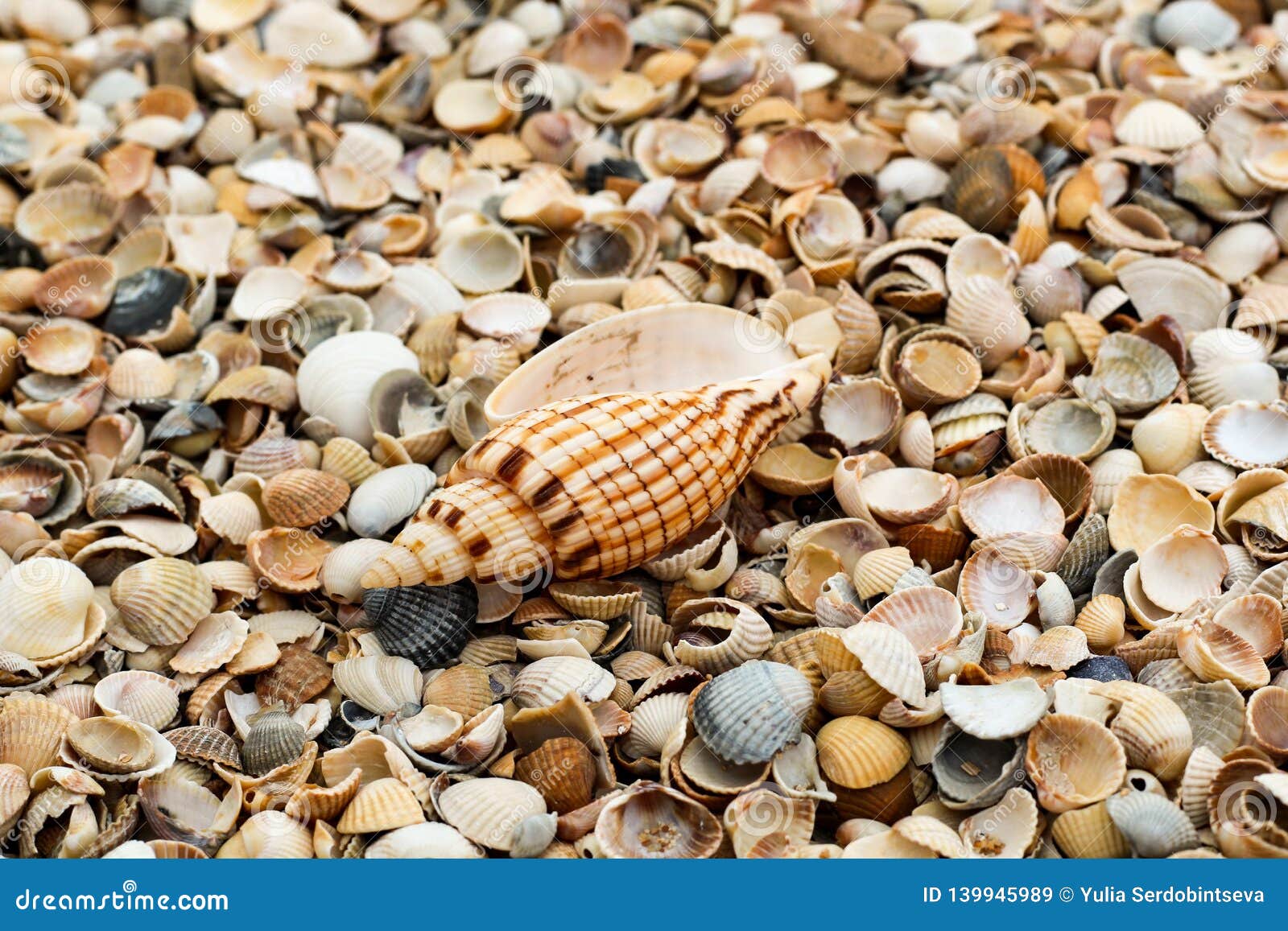 Macro Mode. a Large Beautiful Shell Lies among the Many Small Shells on ...