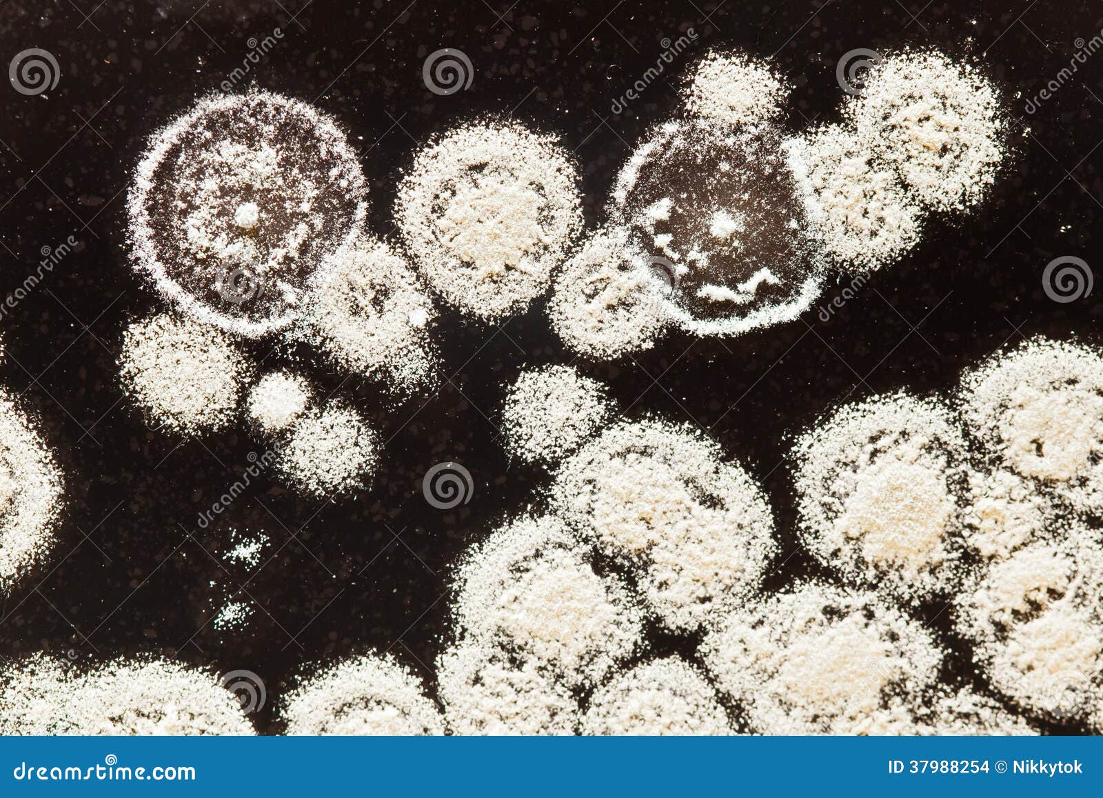 Macro of mold stock photo. Image of mold, biological - 37988254
