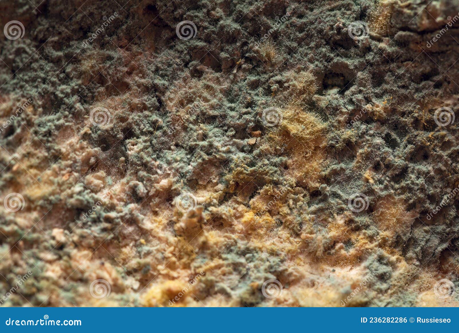 Macro mold background stock photo. Image of fungus, biology - 236282286