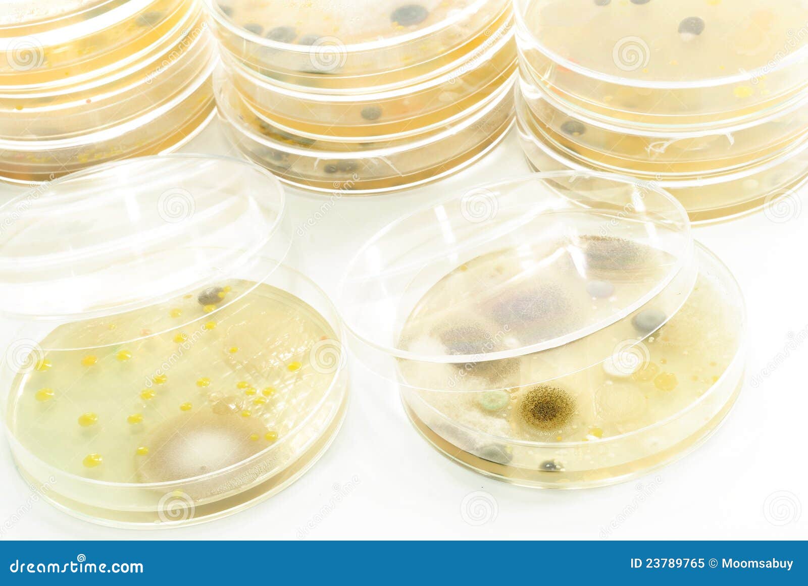Macro Mold and Bacterai Colonies Growing on an Aga Stock Image - Image ...