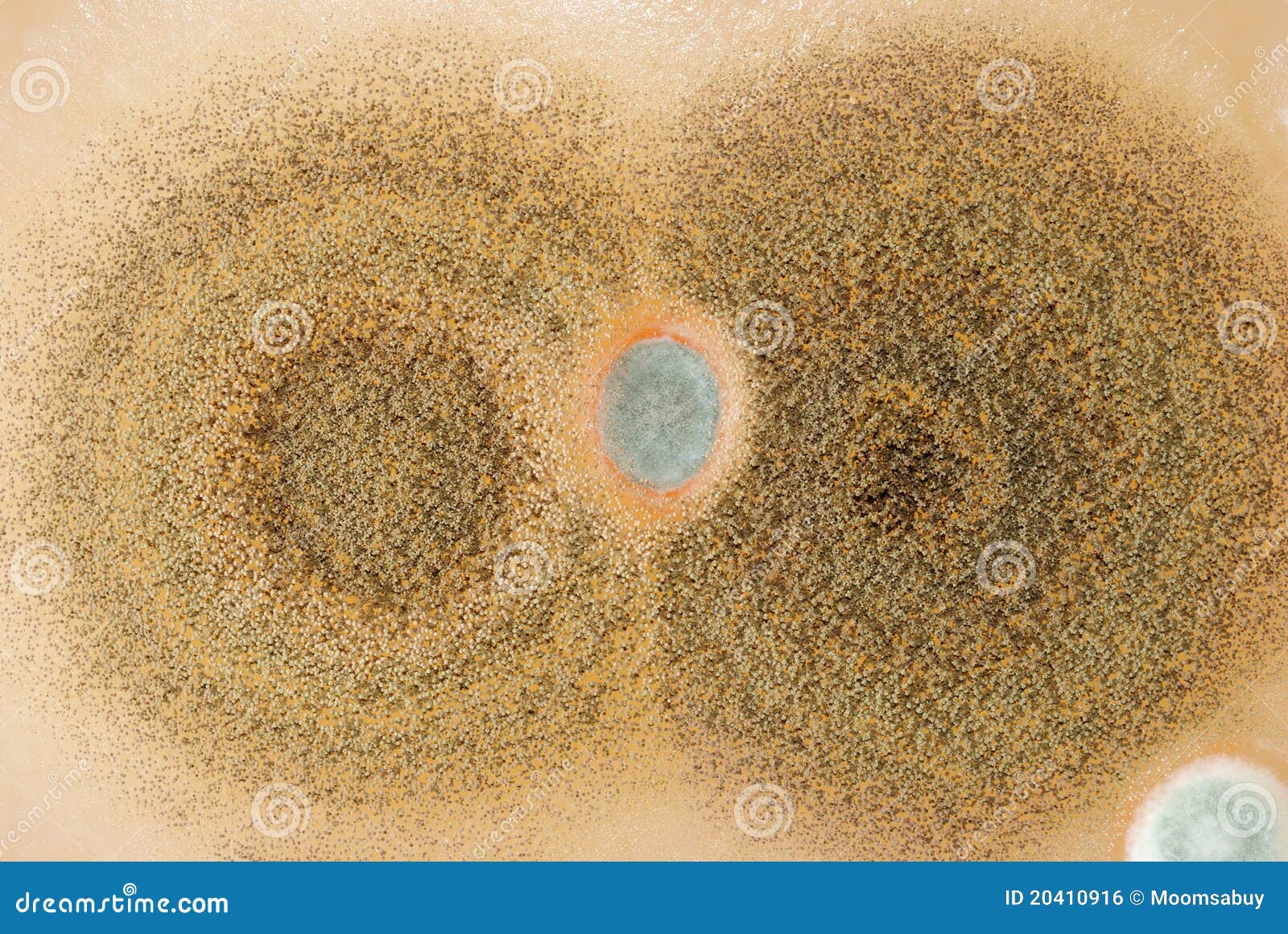 Macro Mold Colonies Growing on an Agar Plates. Stock Photo - Image of ...