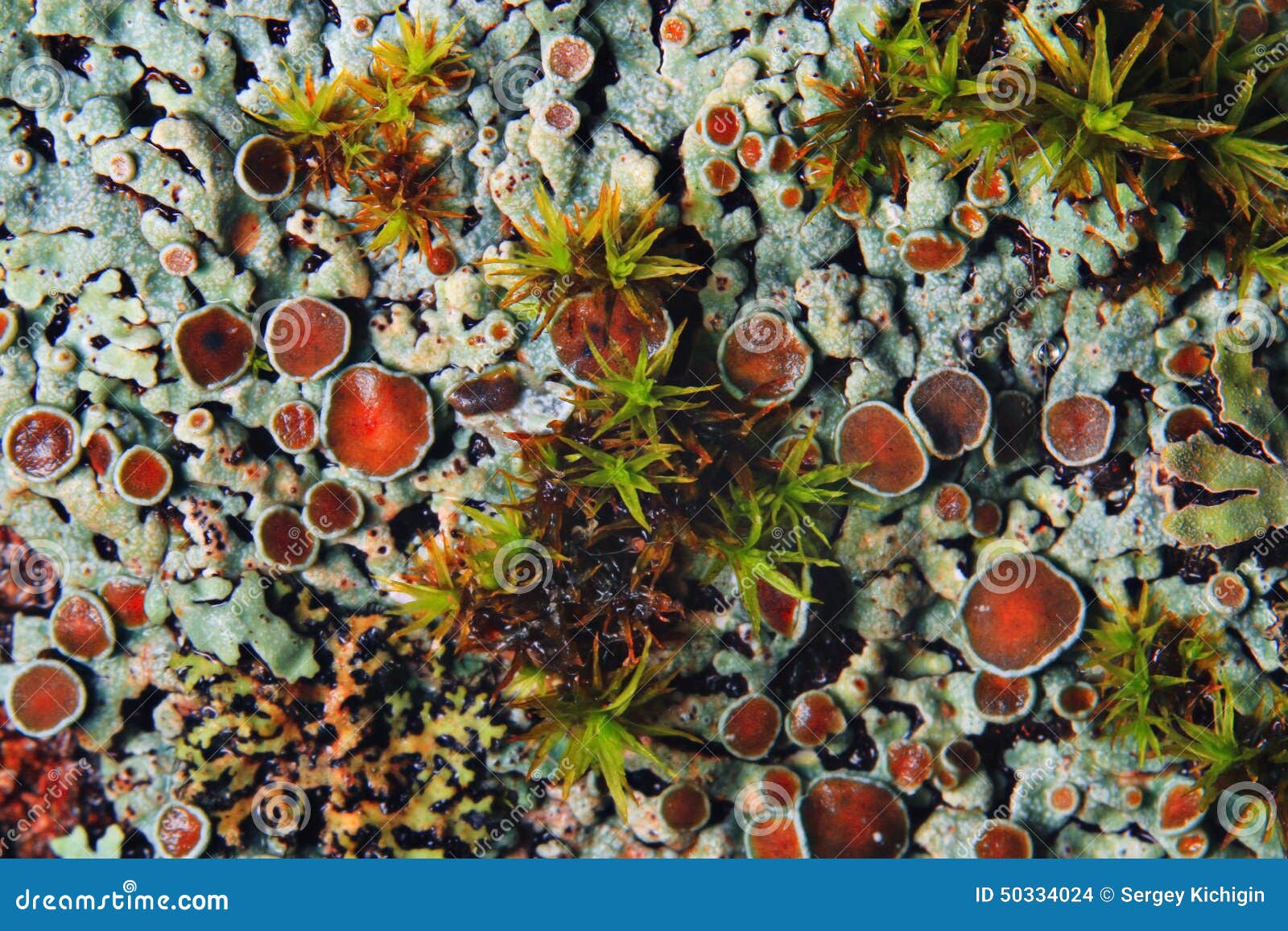 Macro Mold And Bacterial Colonies Growing On Jam Surface, Top View ...