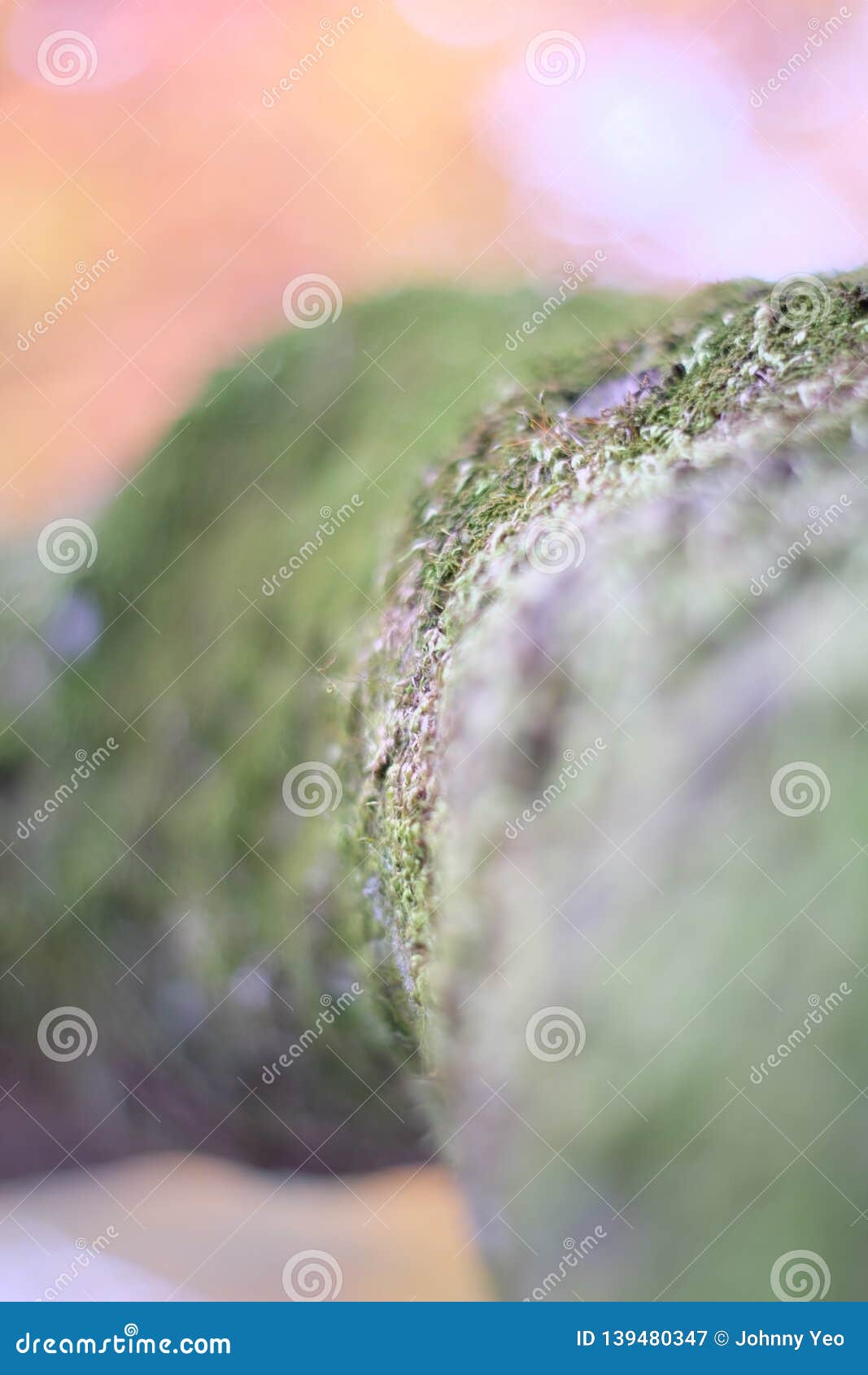 Macro mold stock image. Image of mold, nature, plants - 139480347