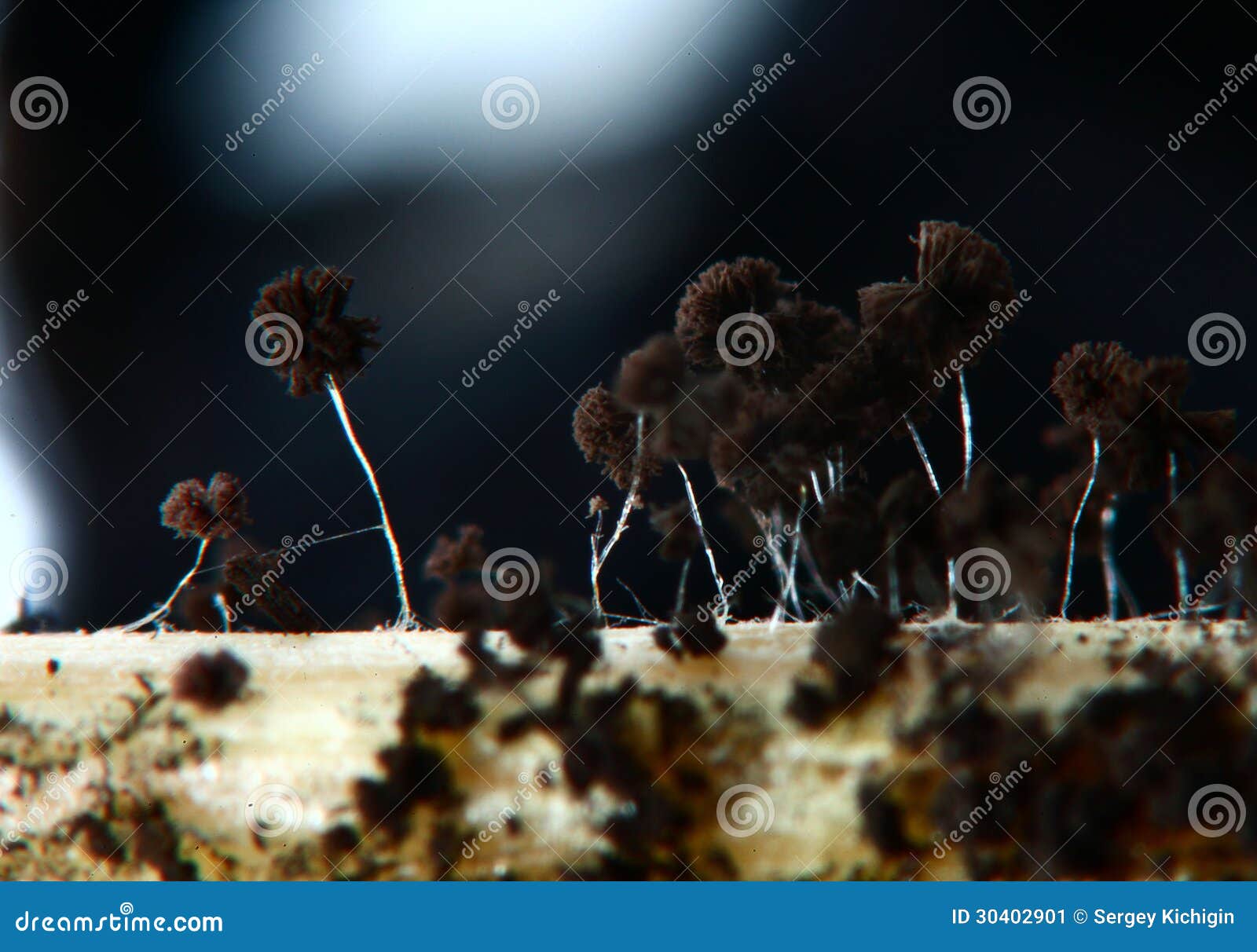 Macro mold stock image. Image of brown, mold, decay, allergic - 30402901