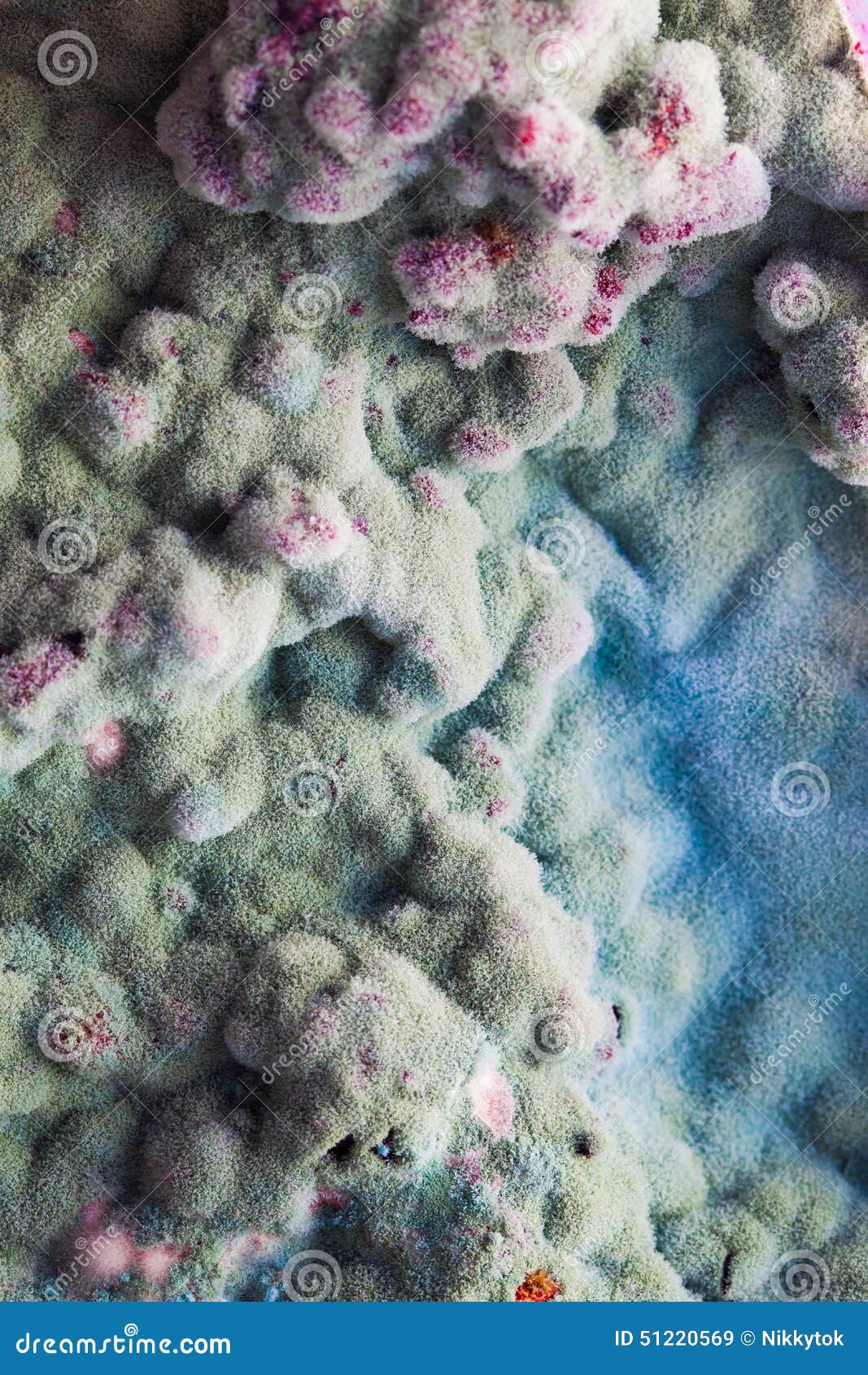Macro of mold relief stock image. Image of macro, landscape - 51220569