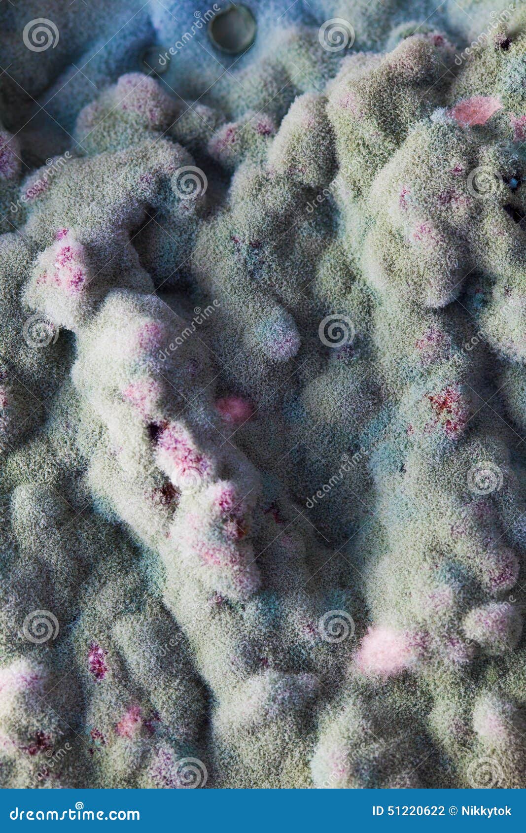 Macro of mold relief stock photo. Image of micro, mushroom - 51220622