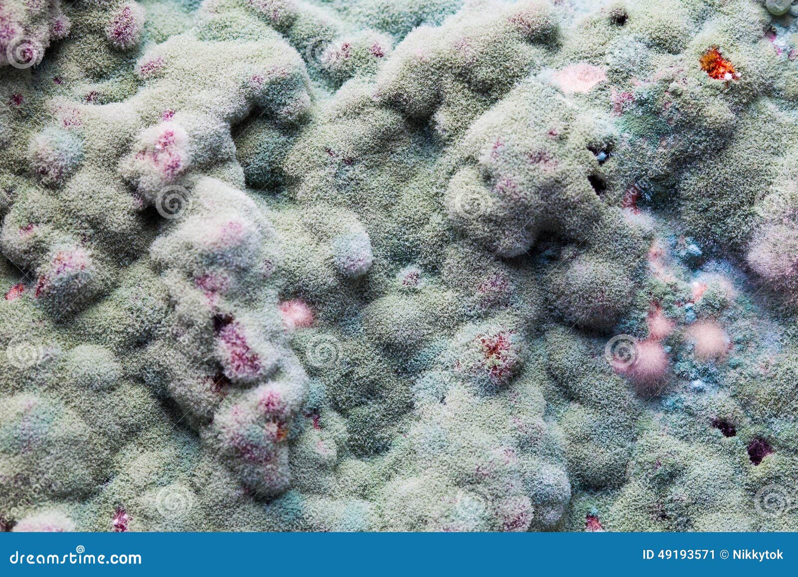Macro of mold relief stock image. Image of blue, mildew - 49193571
