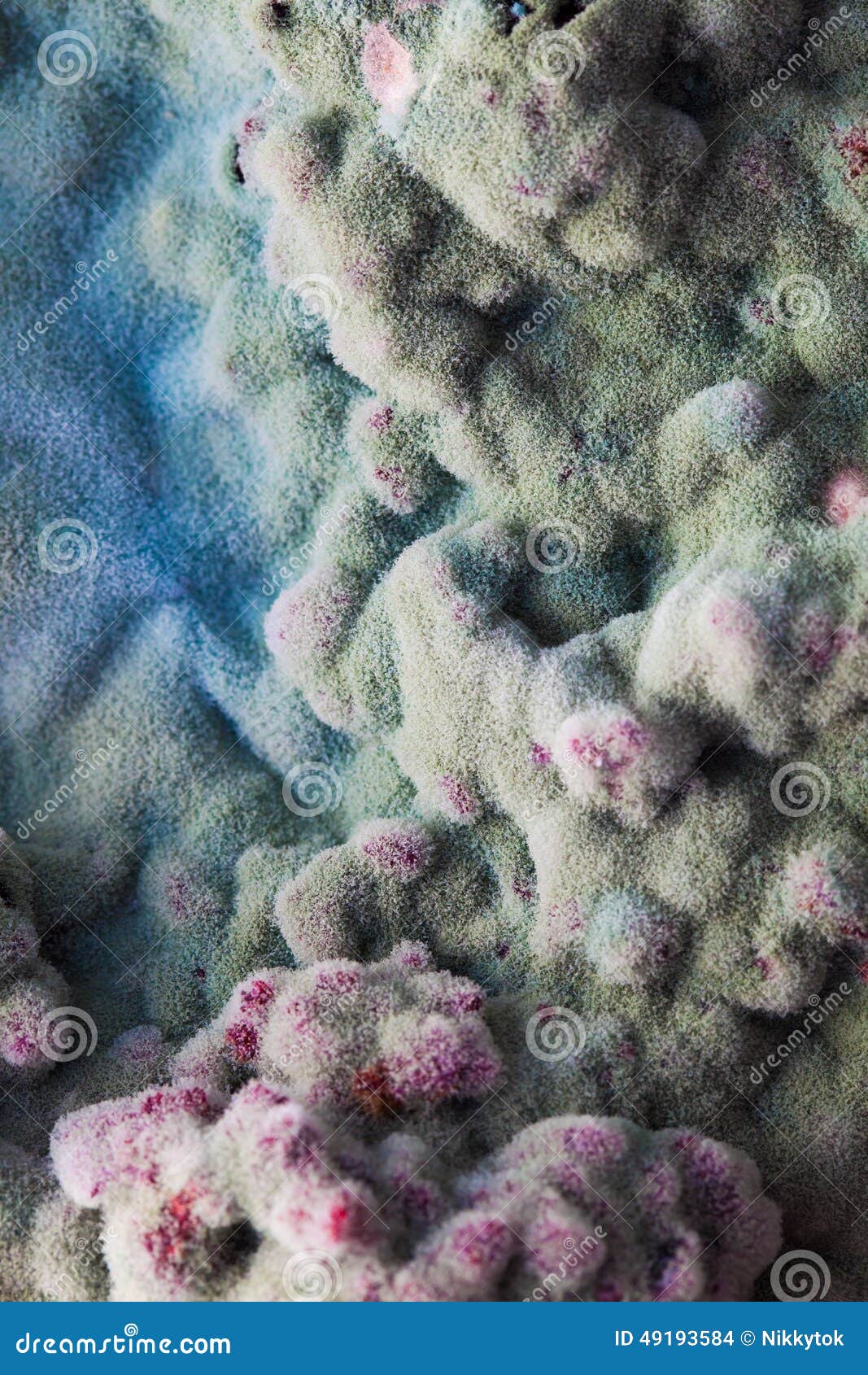 Macro of mold relief stock photo. Image of mildew, micro - 49193584