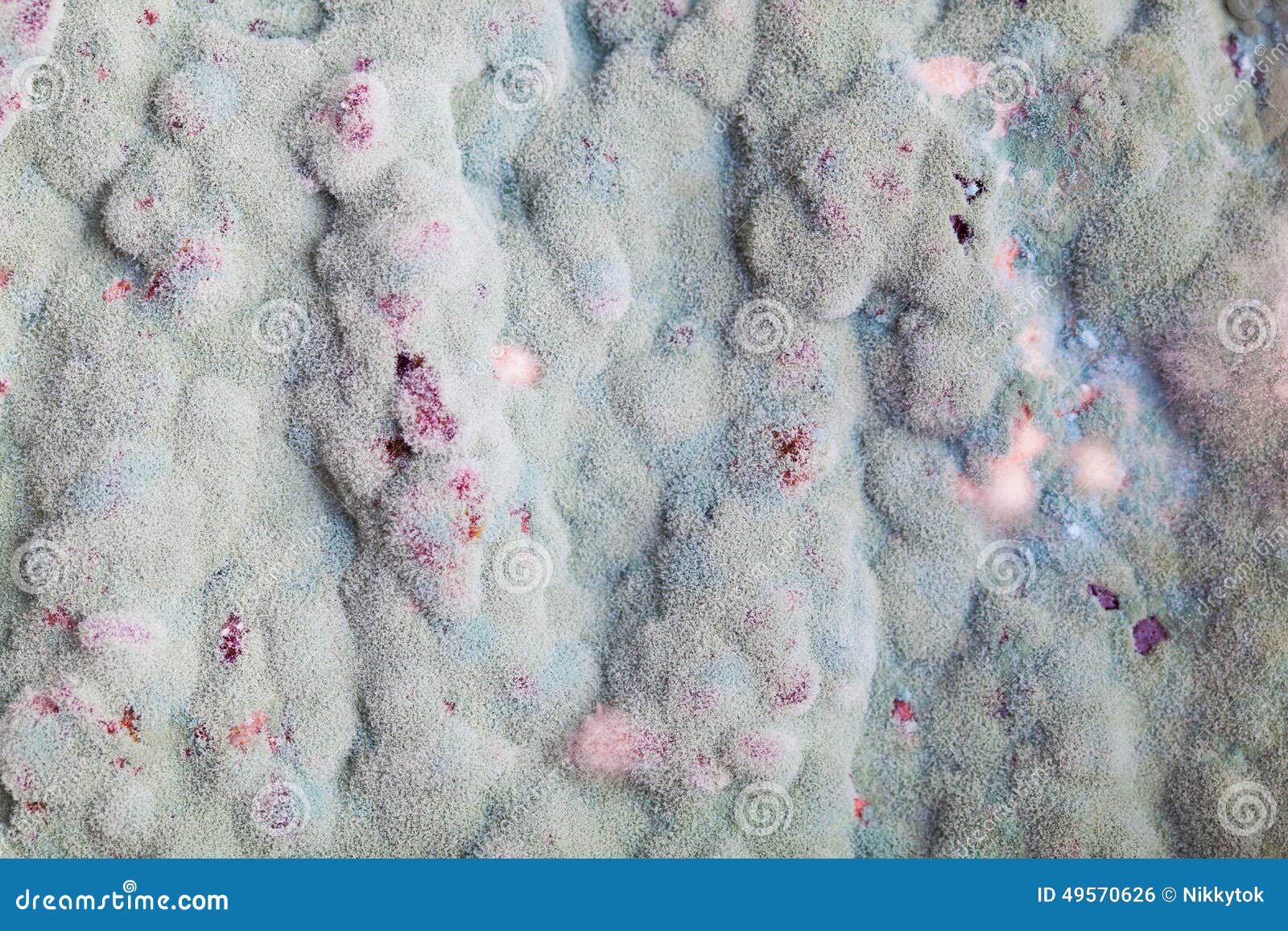 Macro of mold relief stock photo. Image of mushroom, disease - 49570626