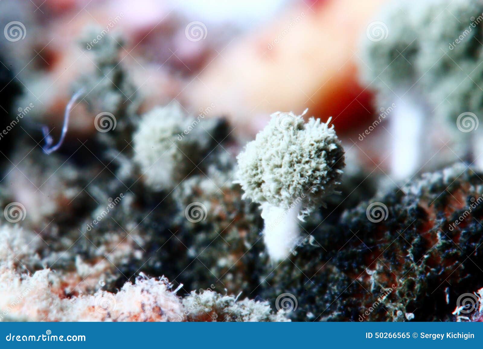 Macro Mold a Strong Increase Stock Image - Image of culture, fungi ...