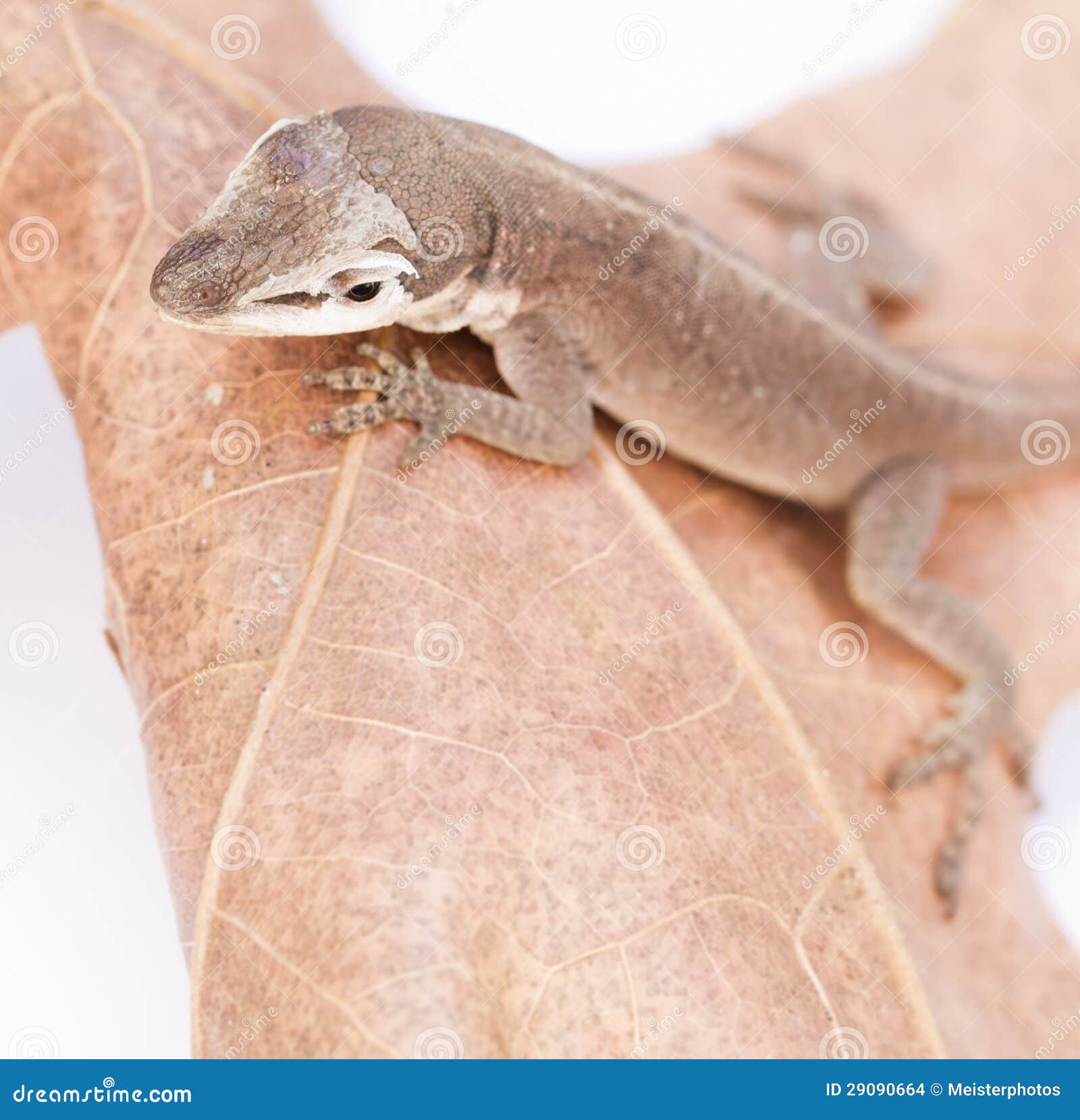 Macro of Molting Reptile on Leaf Stock Photo - Image of scales, gecko ...