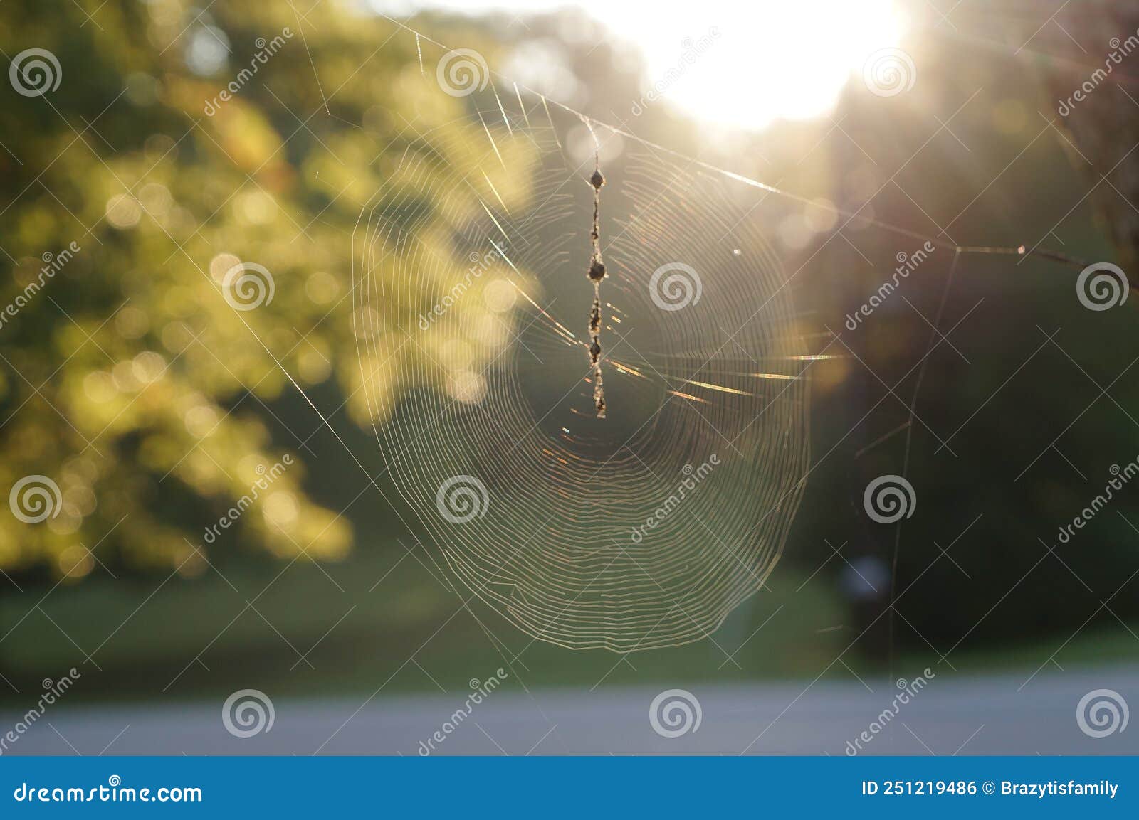 Sunlight through Spider Web Stock Photo - Image of arthropods, cobweb ...