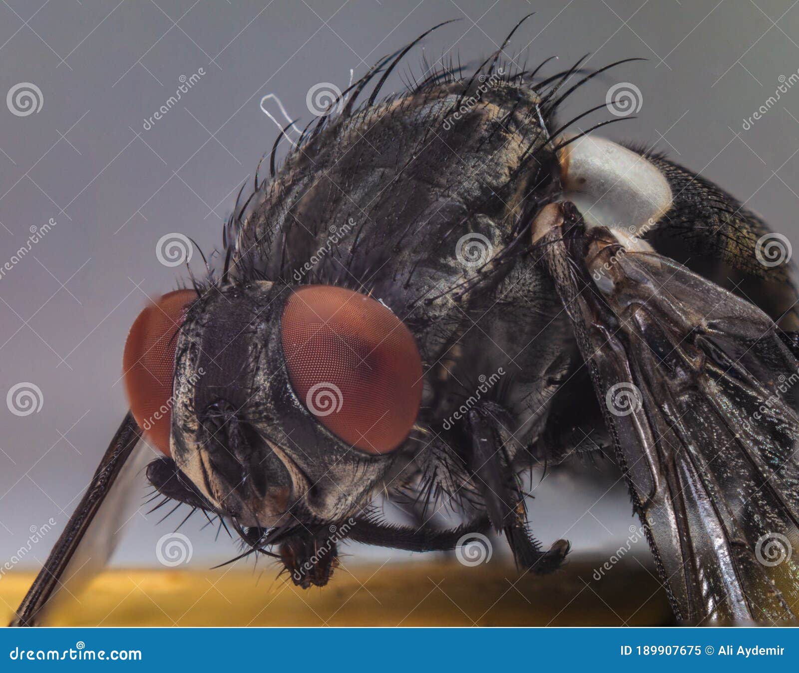 Macro Mosca Y Ojos Hermosos Imagen de archivo - Imagen de escarabajo ...