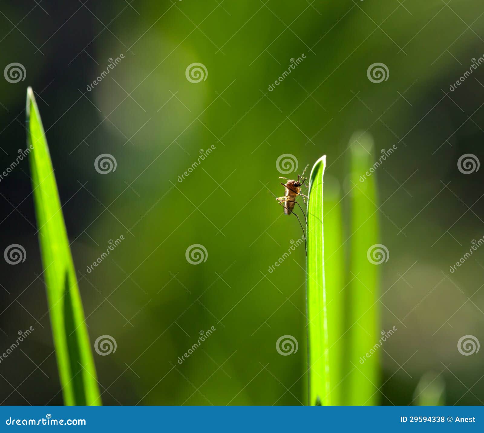 Macro of Mosquito on Grass Blade Stock Photo - Image of common, insect ...
