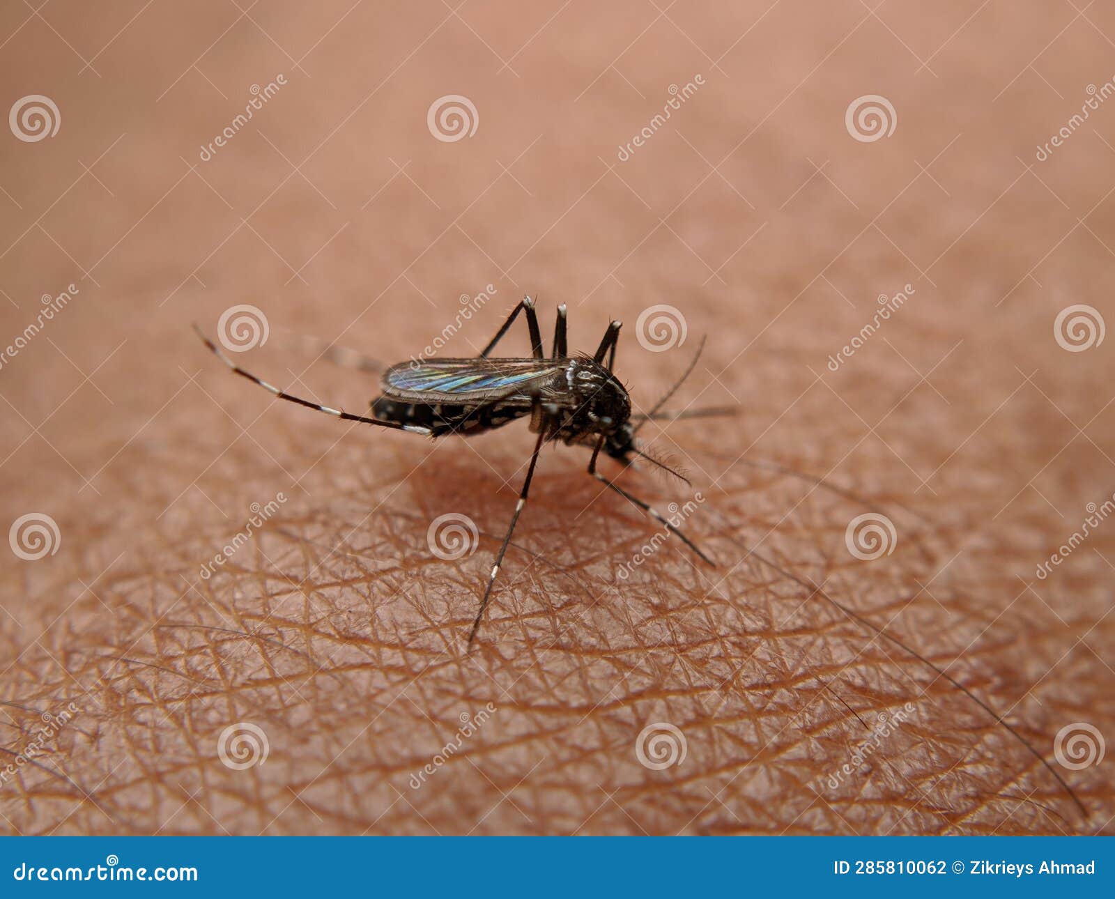 Macro of Mosquito Insect on Human Skin Stock Photo - Image of macro ...