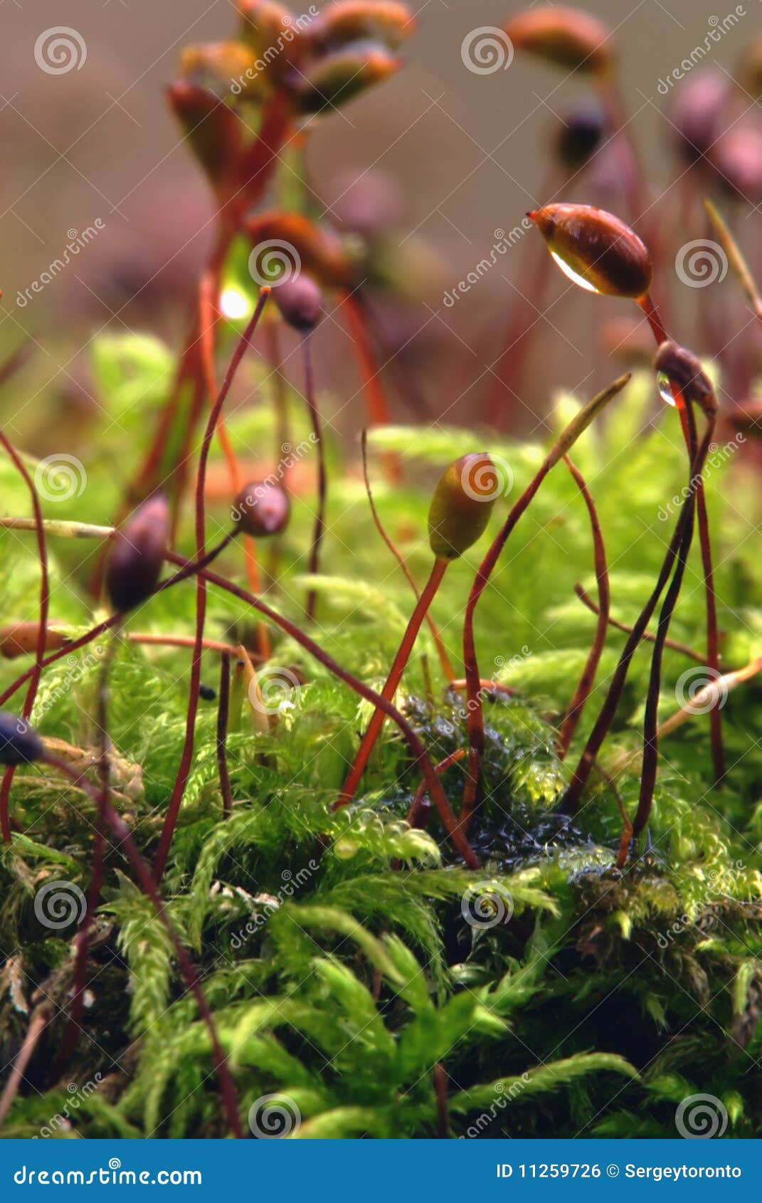 Macro of moss stock photo. Image of autumn, etude, anophyte - 11259726