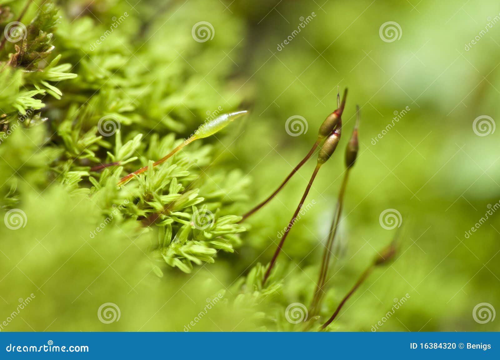 Macro Moss stock photo. Image of plant, lumot, photosynthesis - 16384320