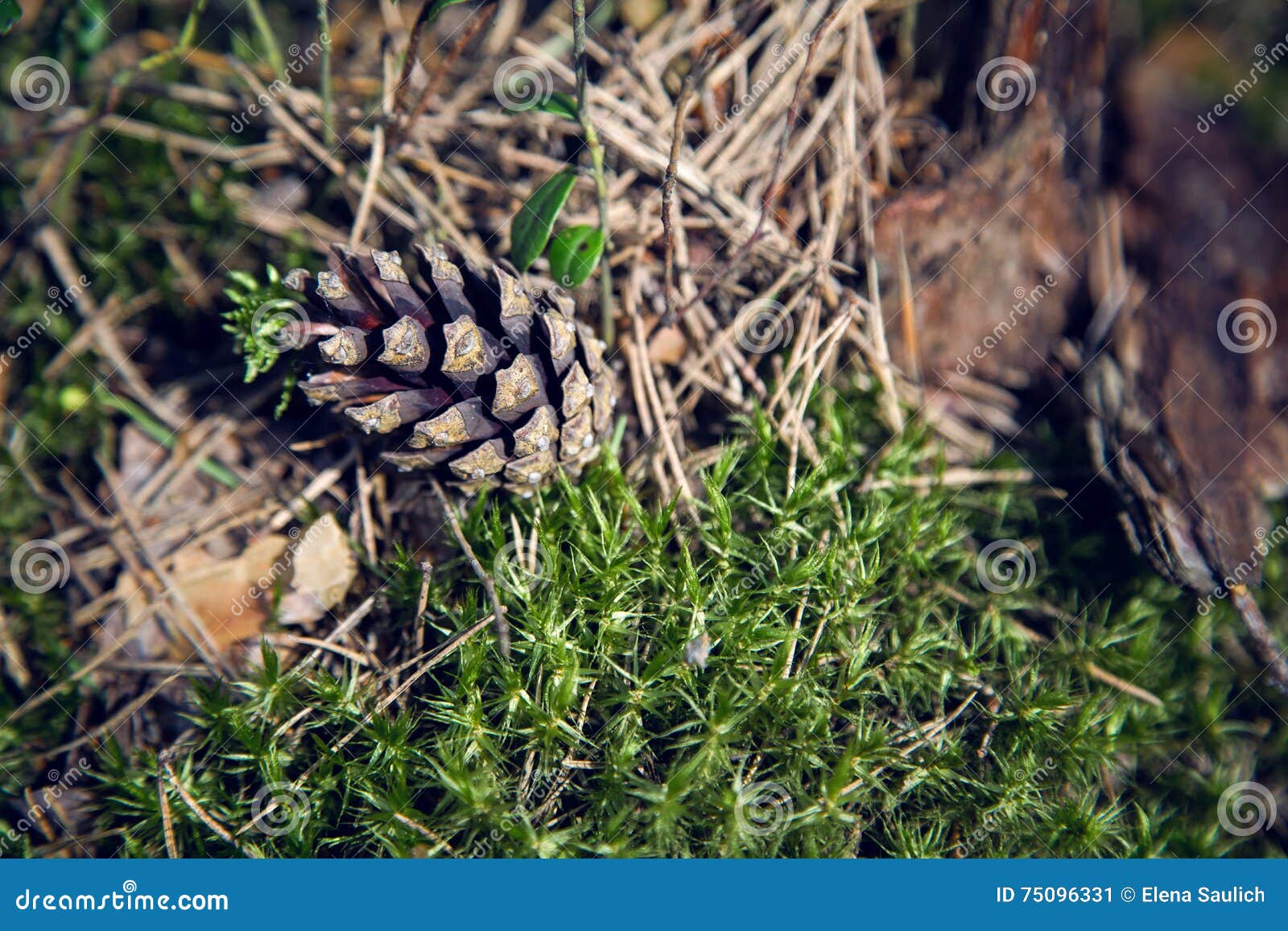 Macro Moss, Dry Spruce Needles, Tree Bark in a Pine Forest Stock Image ...