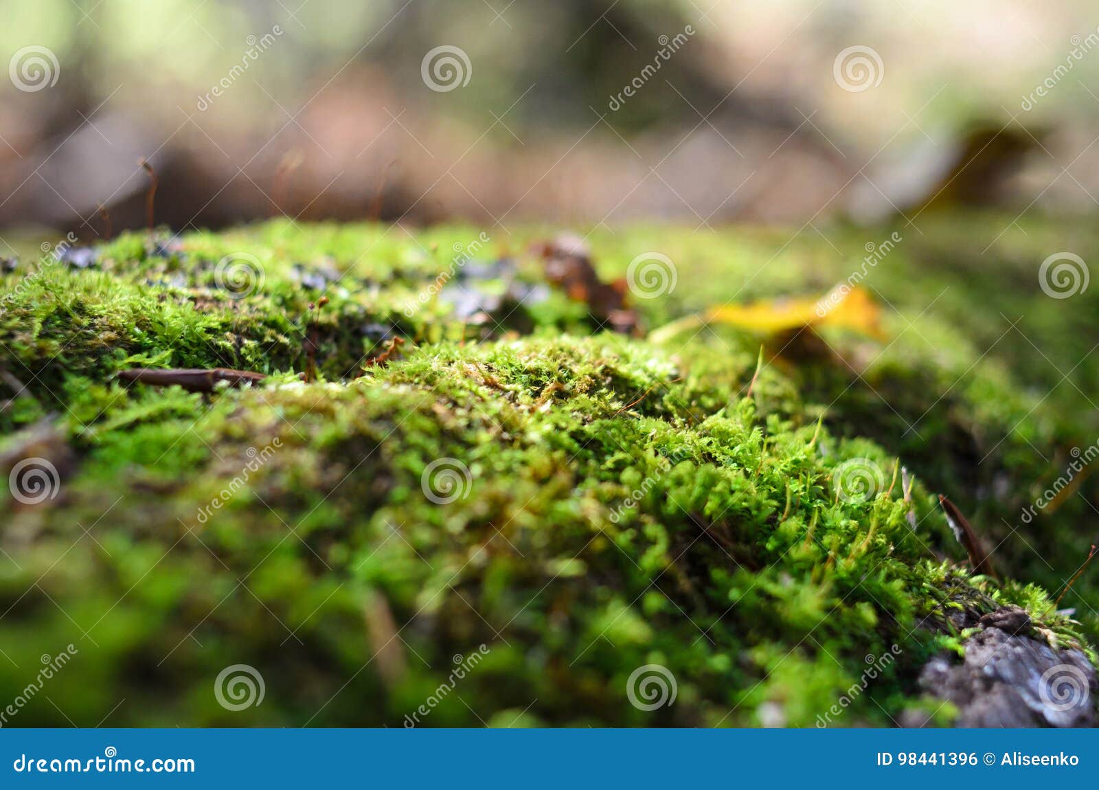 Macro moss in forest stock photo. Image of green, abstract - 98441396