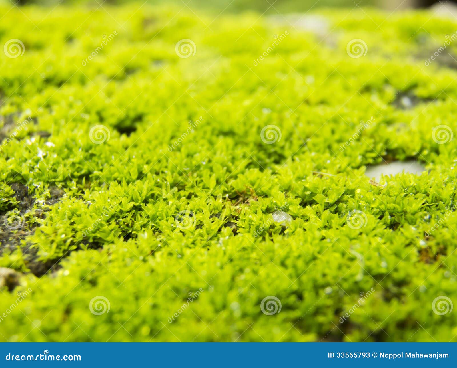 Macro moss stock image. Image of foliage, green, stones - 33565793