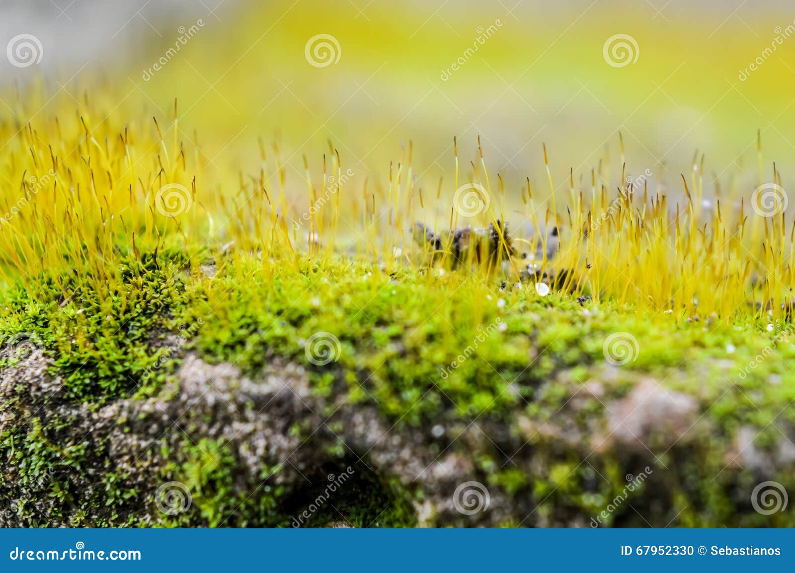 Macro moss meadow stock photo. Image of raindrop, rock - 67952330