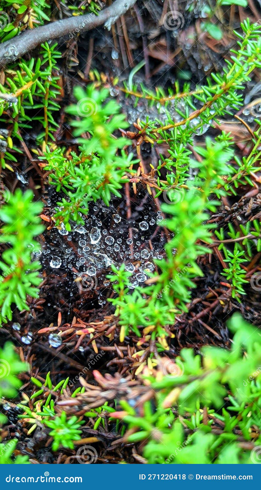 Macro moss after rain stock photo. Image of moss, herb - 271220418