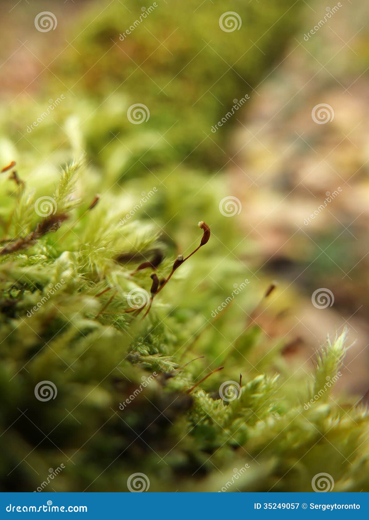 Macro of moss stock image. Image of green, ecology, ground - 35249057