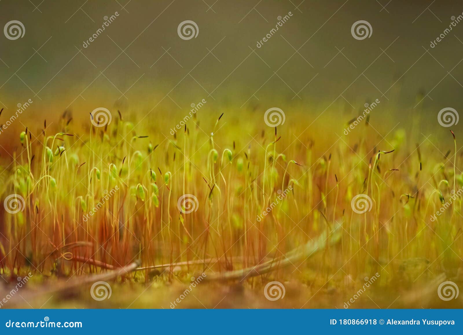 Macro Moss Tortula Muralis, Artistic Close Up Abstract Background Stock ...