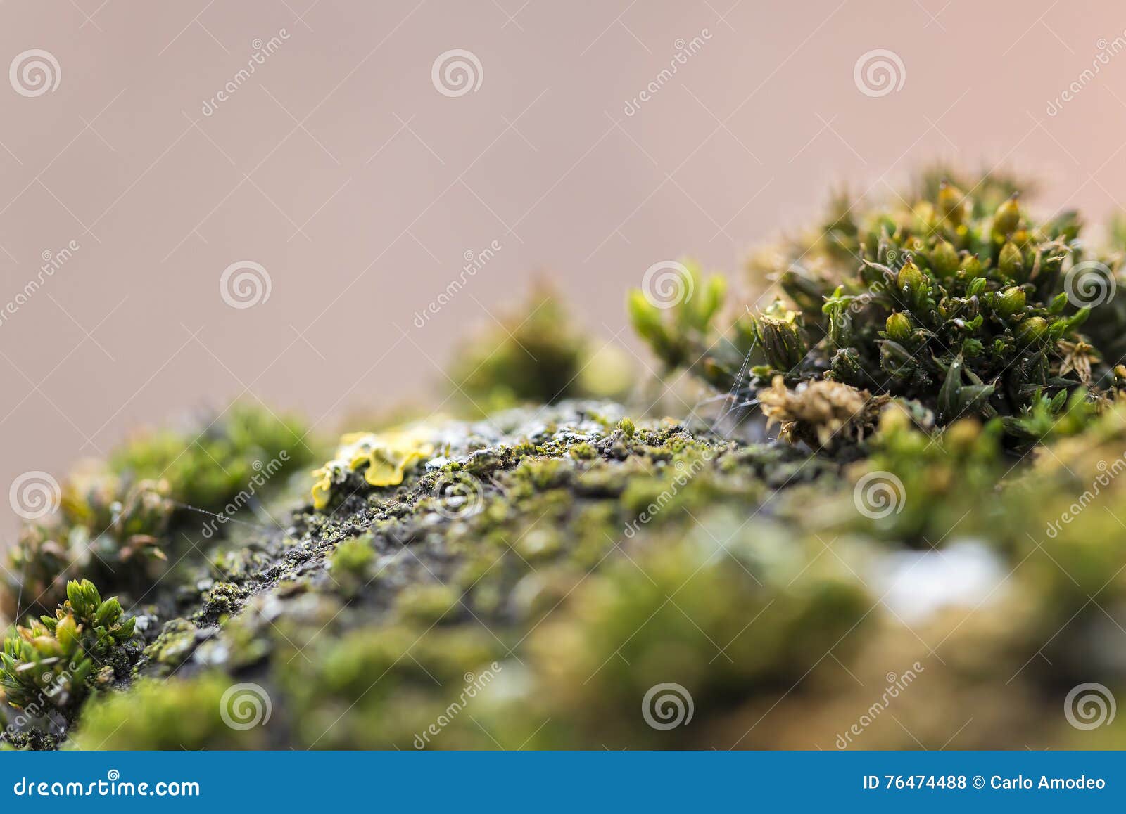 Macro moss stock photo. Image of wood, autumn, macro - 76474488